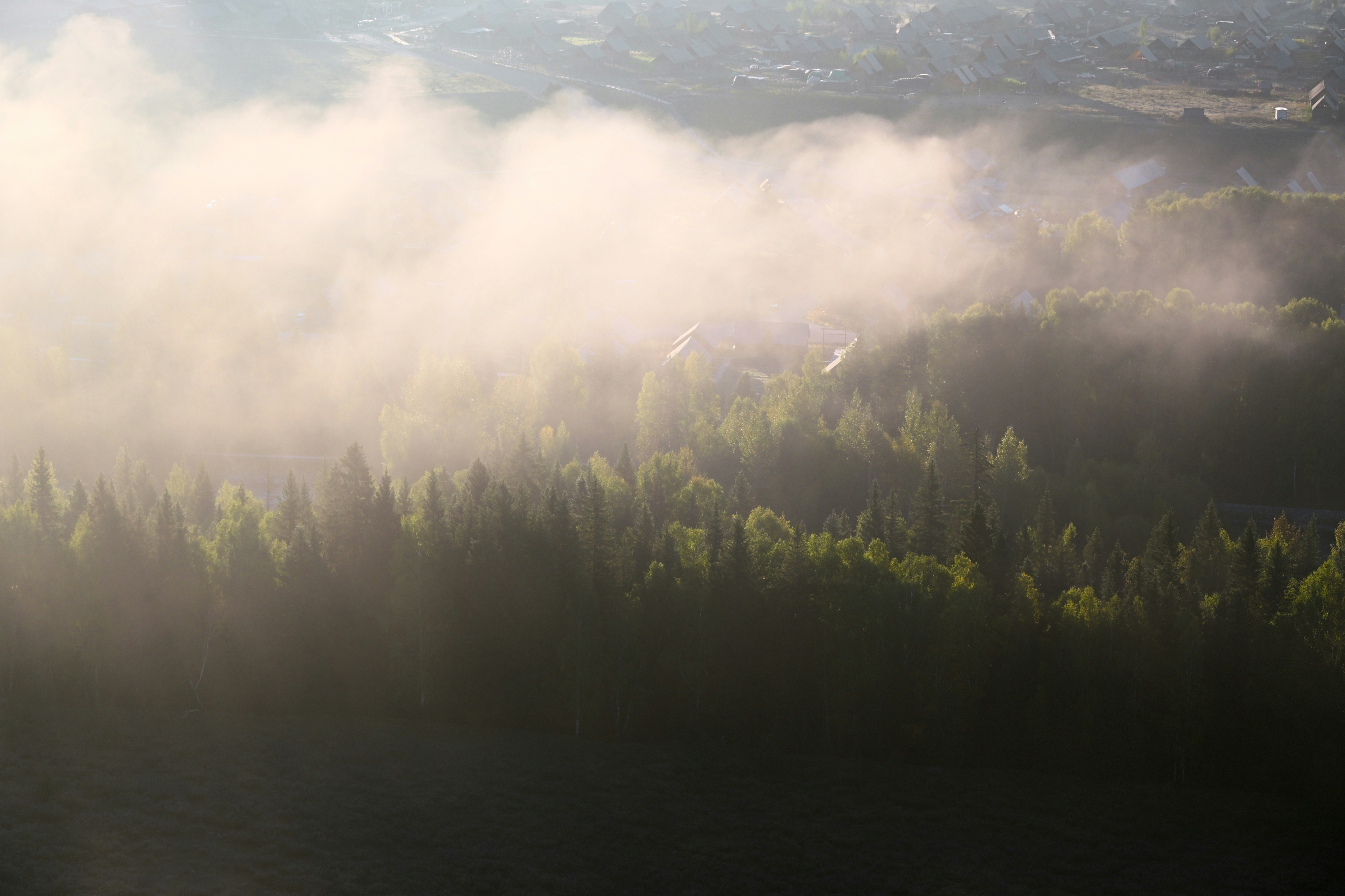Morning Mist over a Pine Forest Quilt