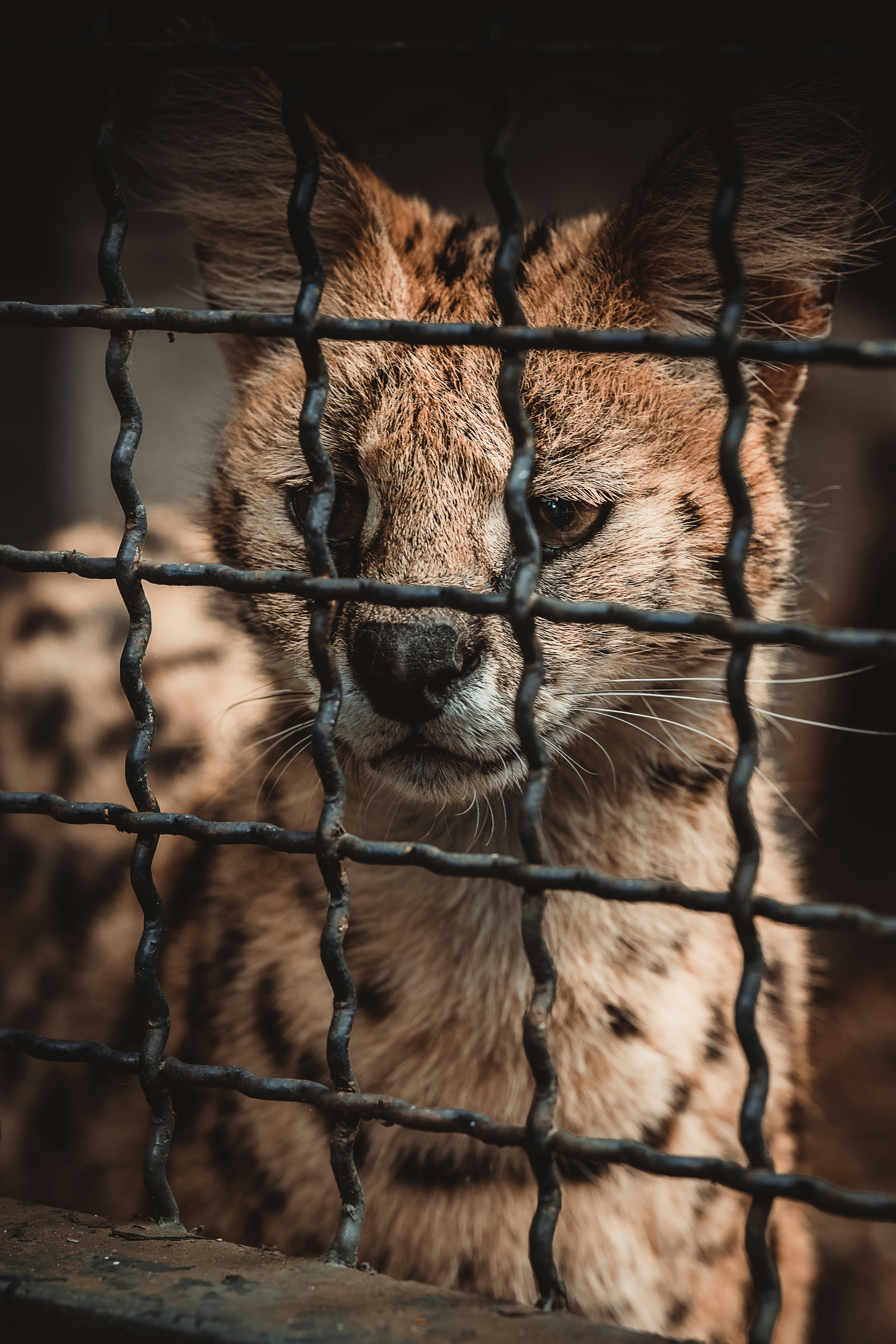 Eyes Through the Weave: A Lupine Gaze Behind Cold Bars