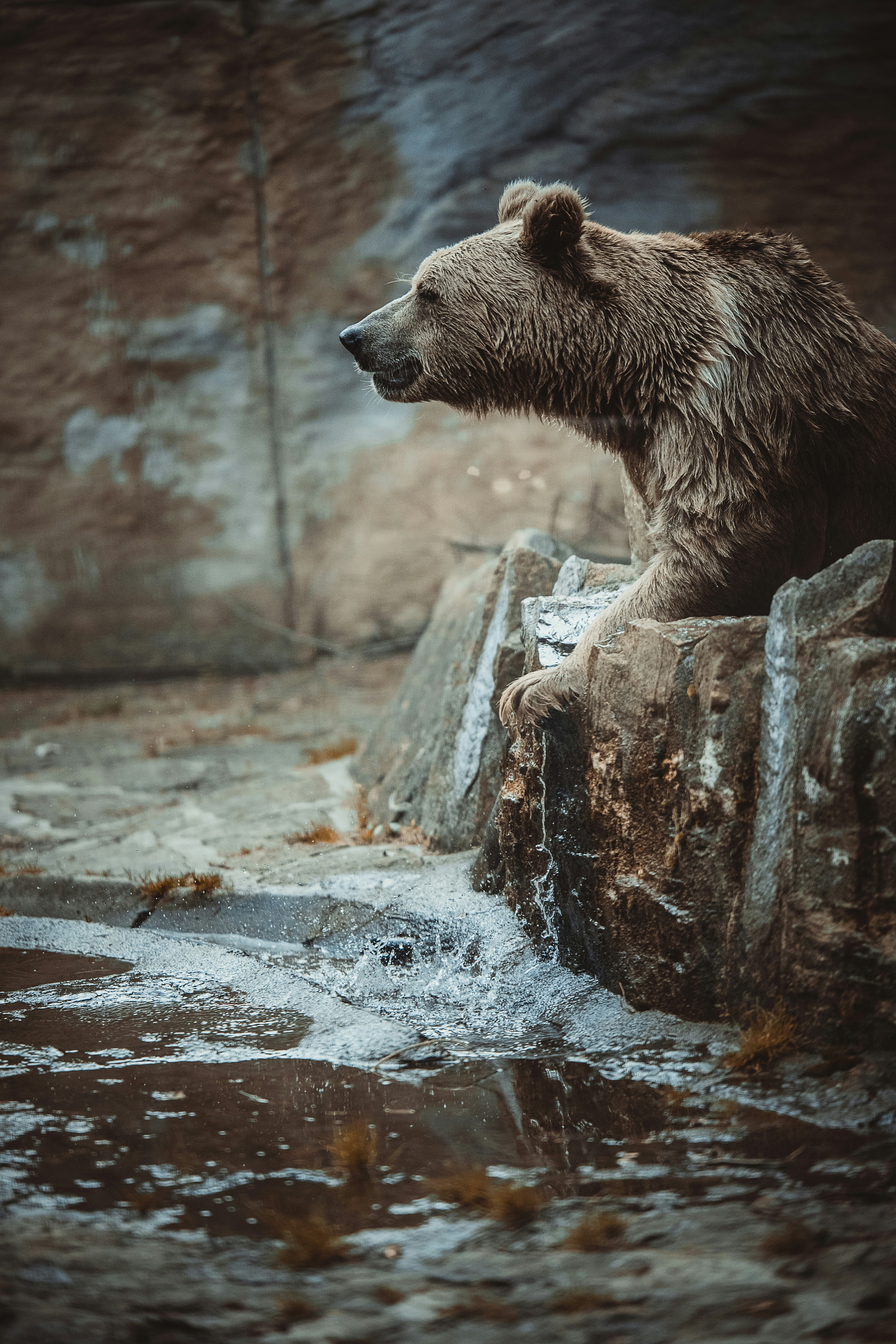 Majestic Watch by the Water: A Bear Stares Into the Still Pool