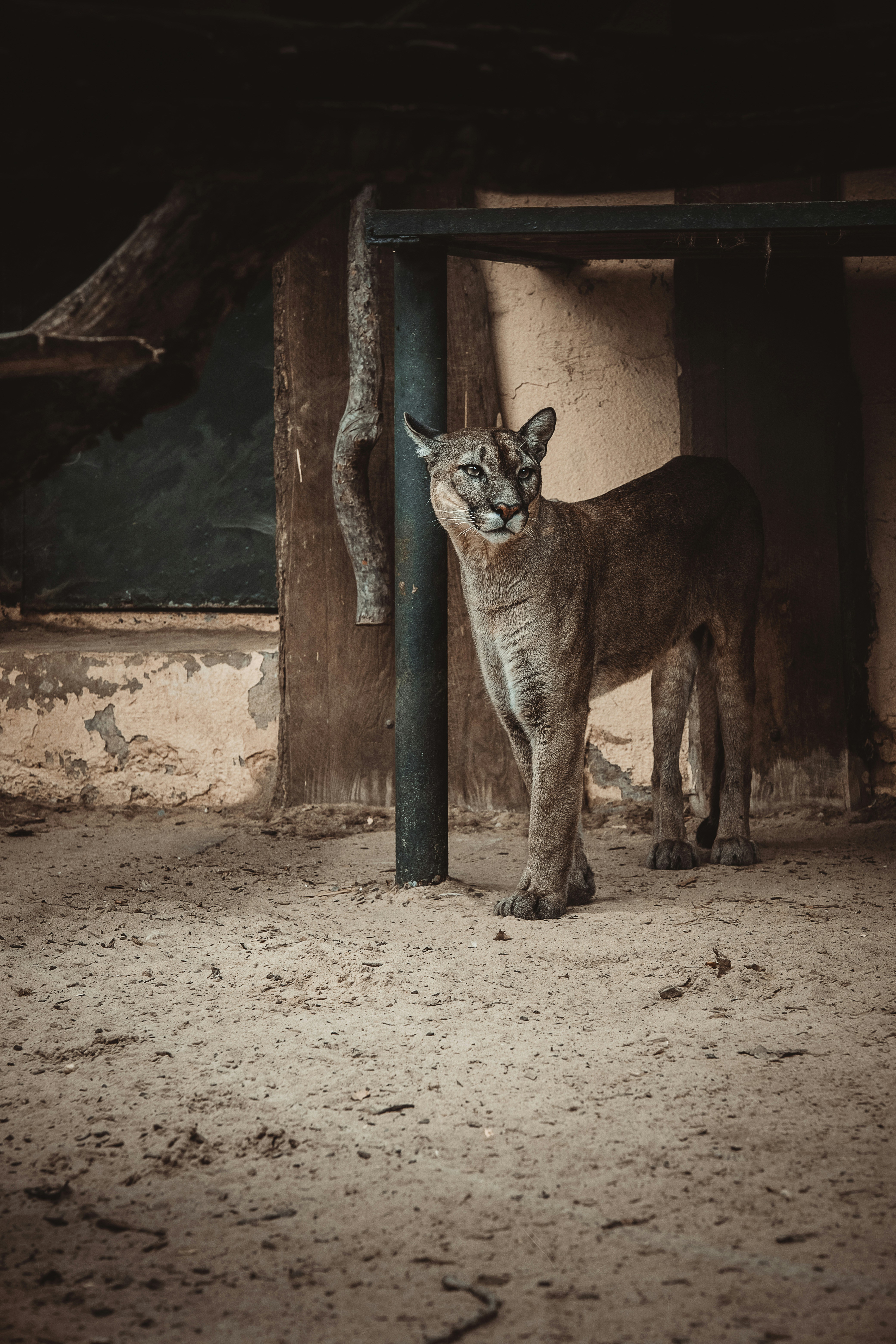 Lone Feline in a Weathered Concrete Nook