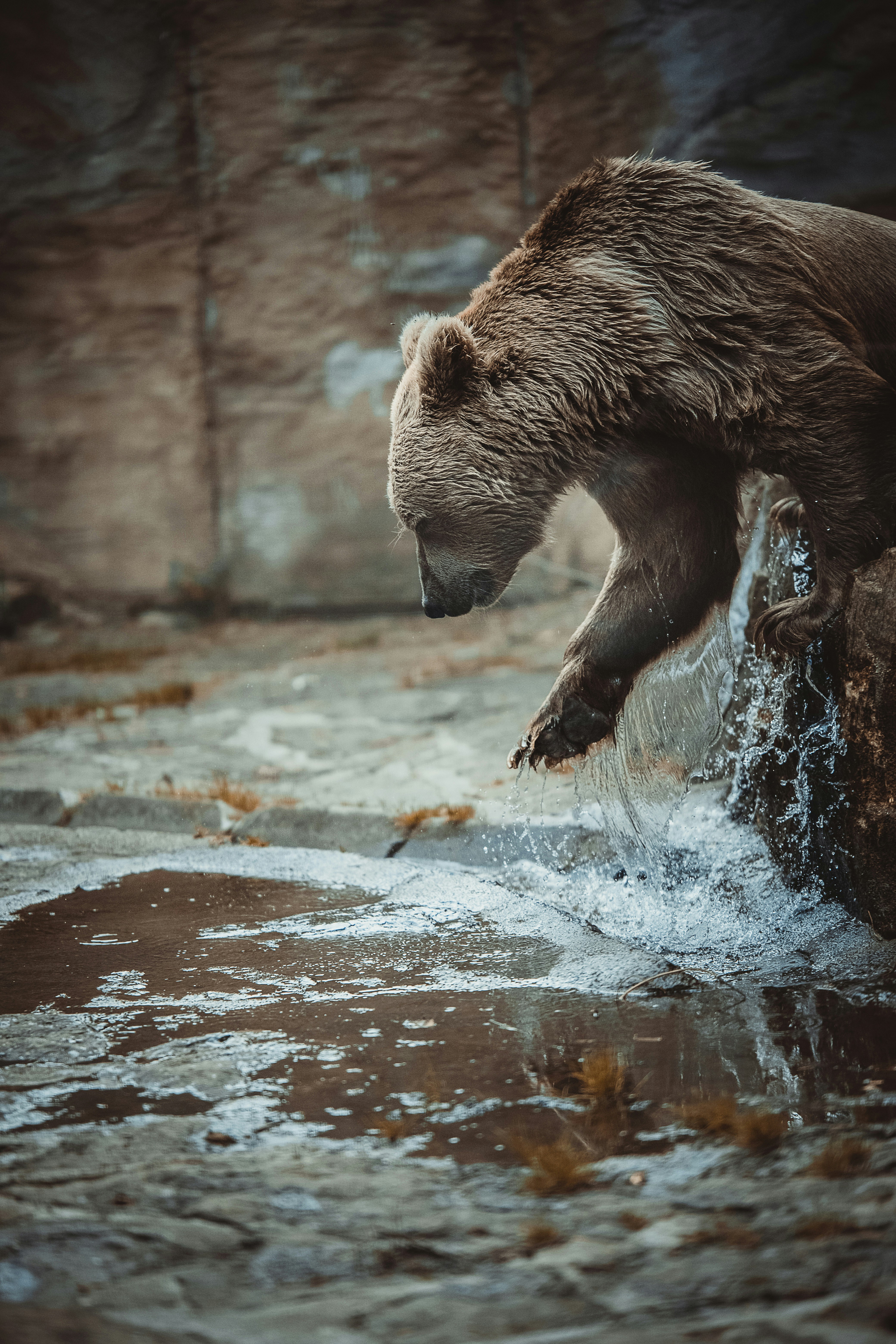 Bear Hops from Rock to Water, Morning Light on a Splashy Leap
