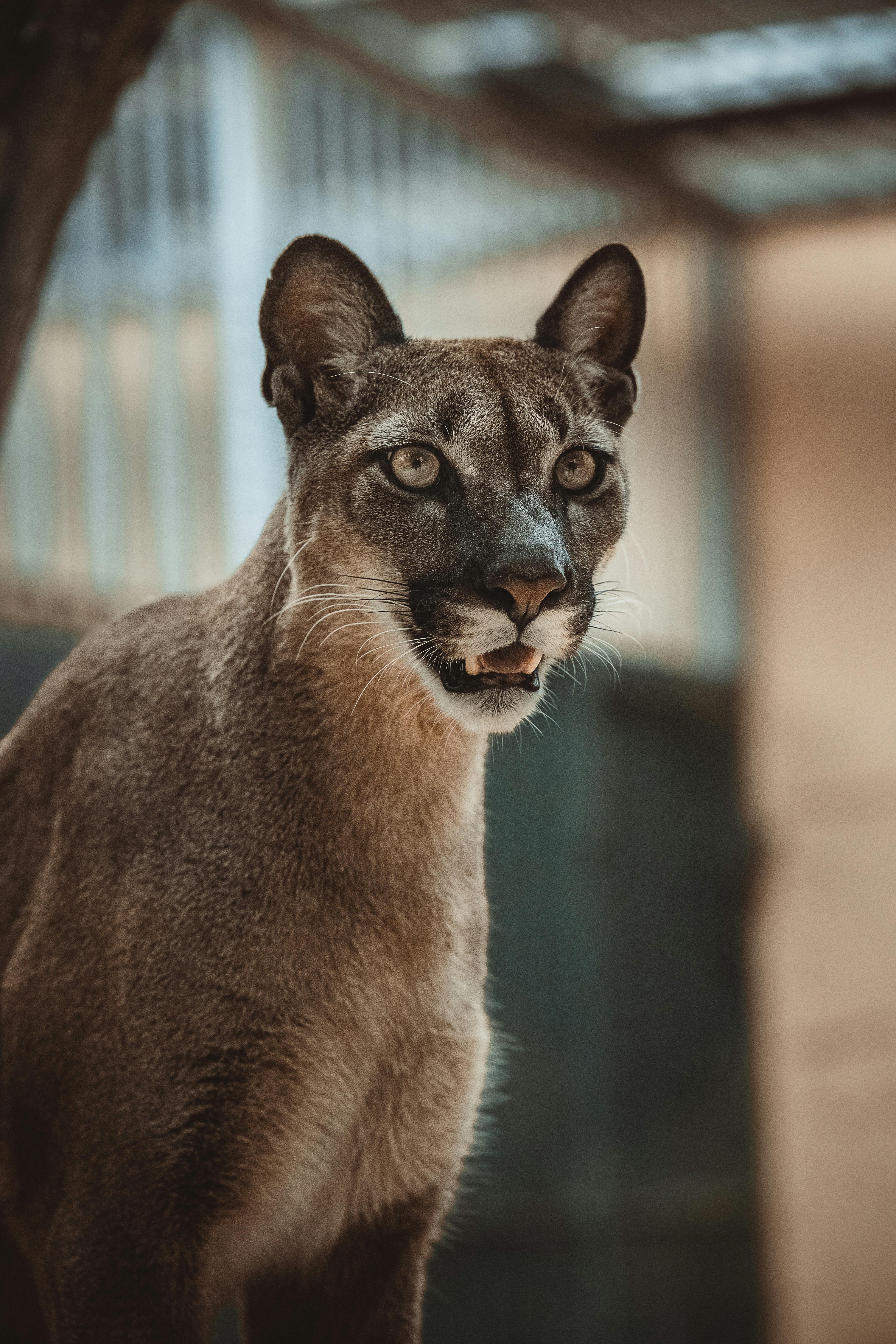 Close-up of a Mountain Lion Under Shelter light