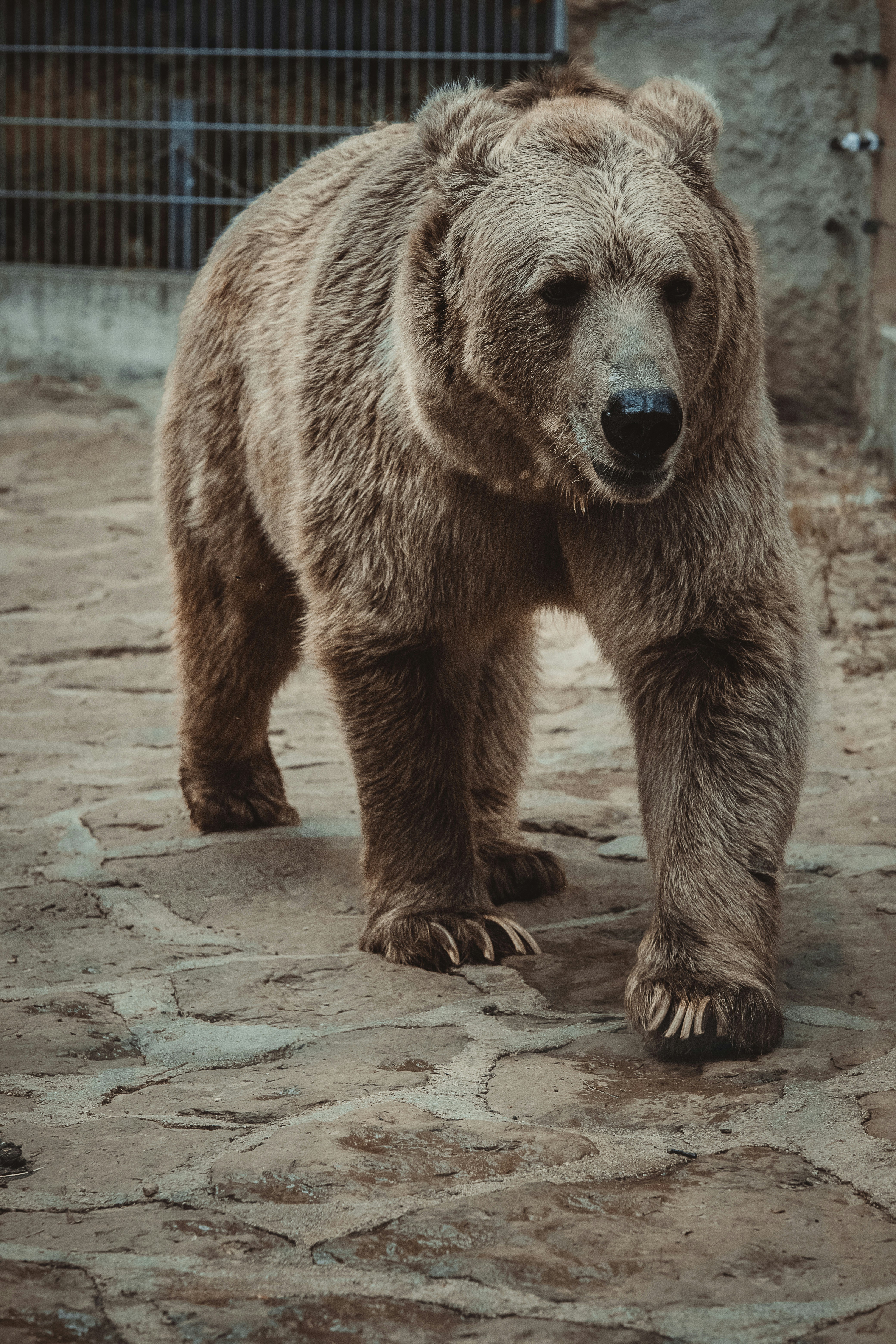 Morning Convoy: A Bear Crossing A Sunlit Courtyard