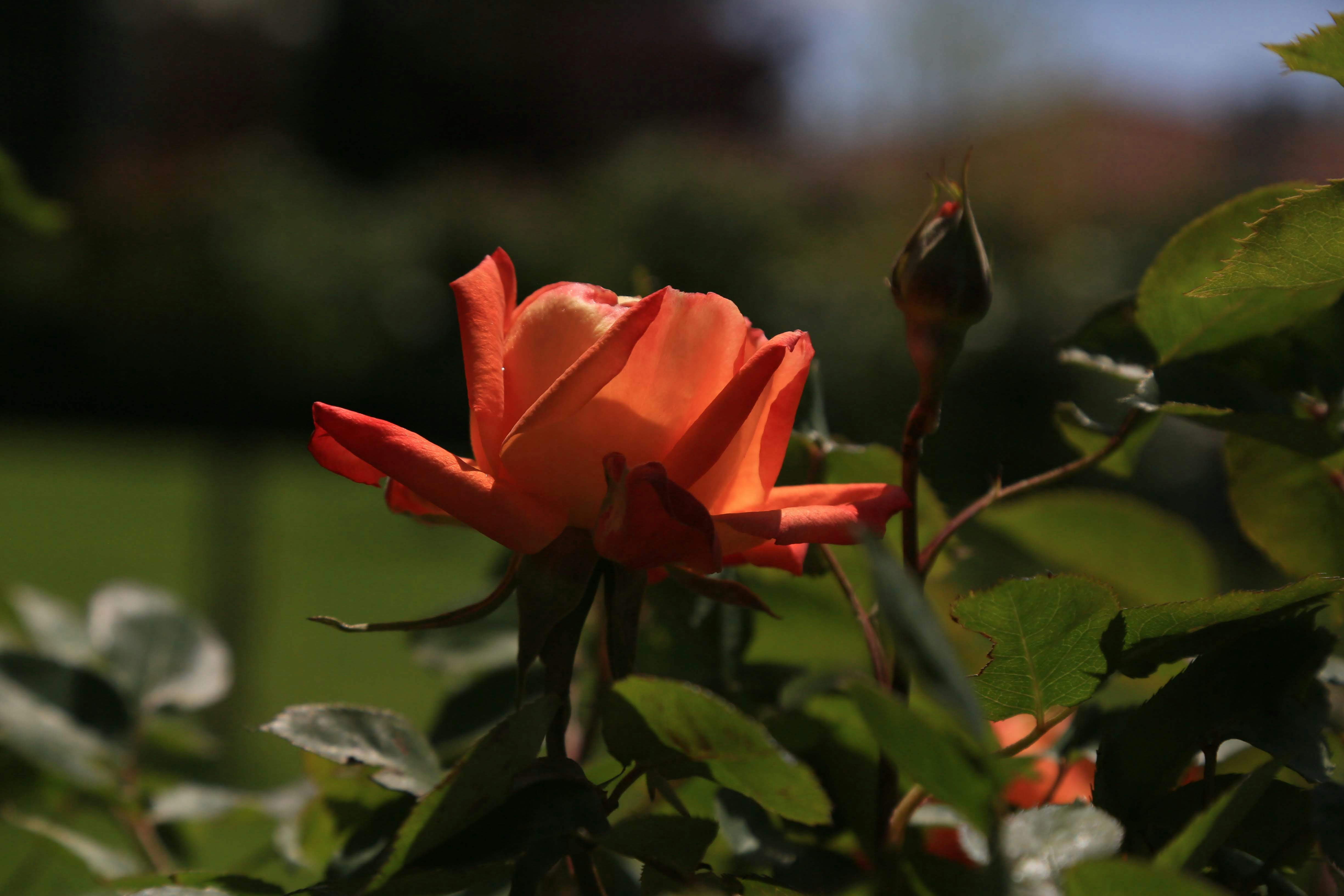 Orange Rose in Dappled Field