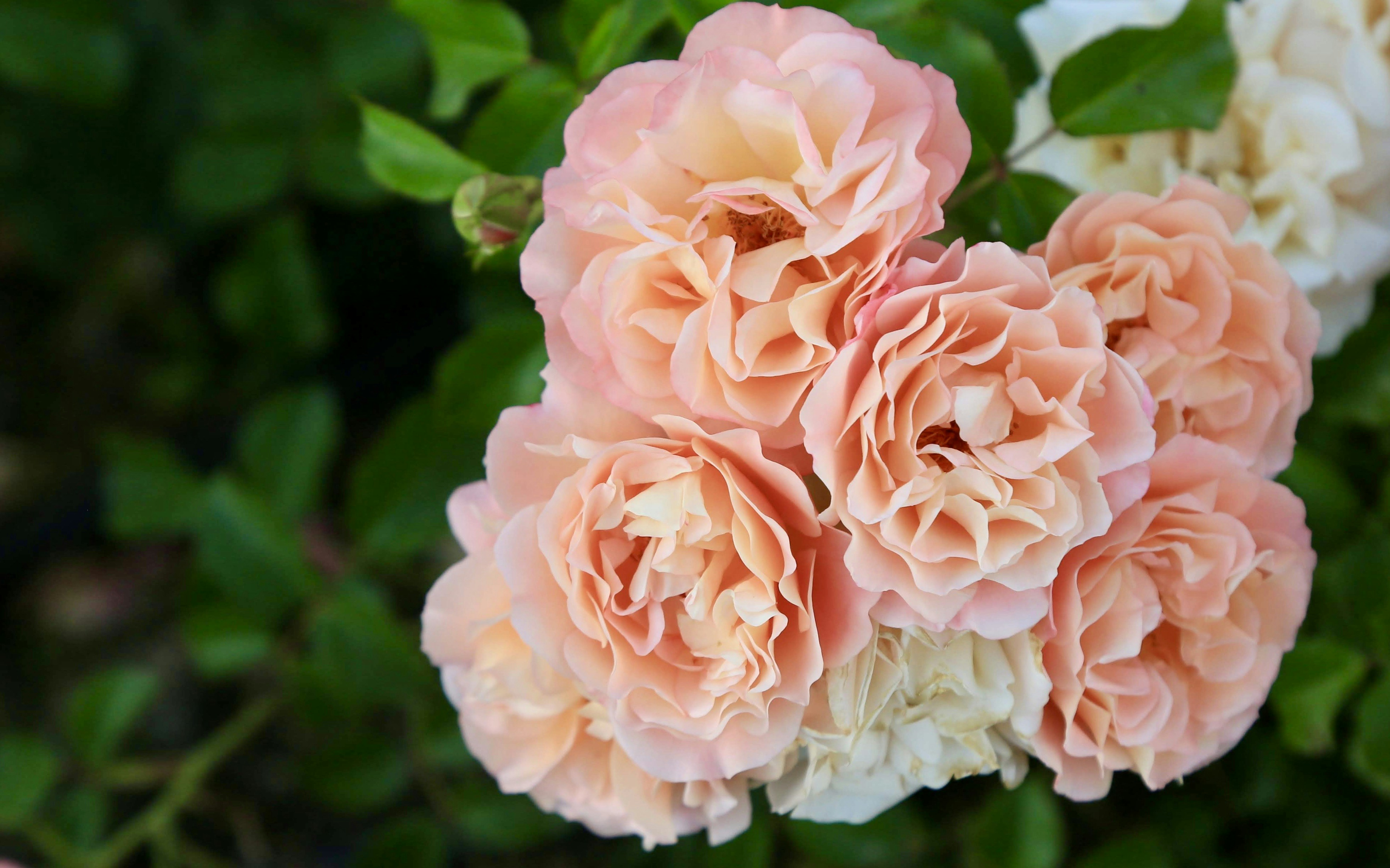 Soft Clinic of Peony Petals: A blush bouquet in focus