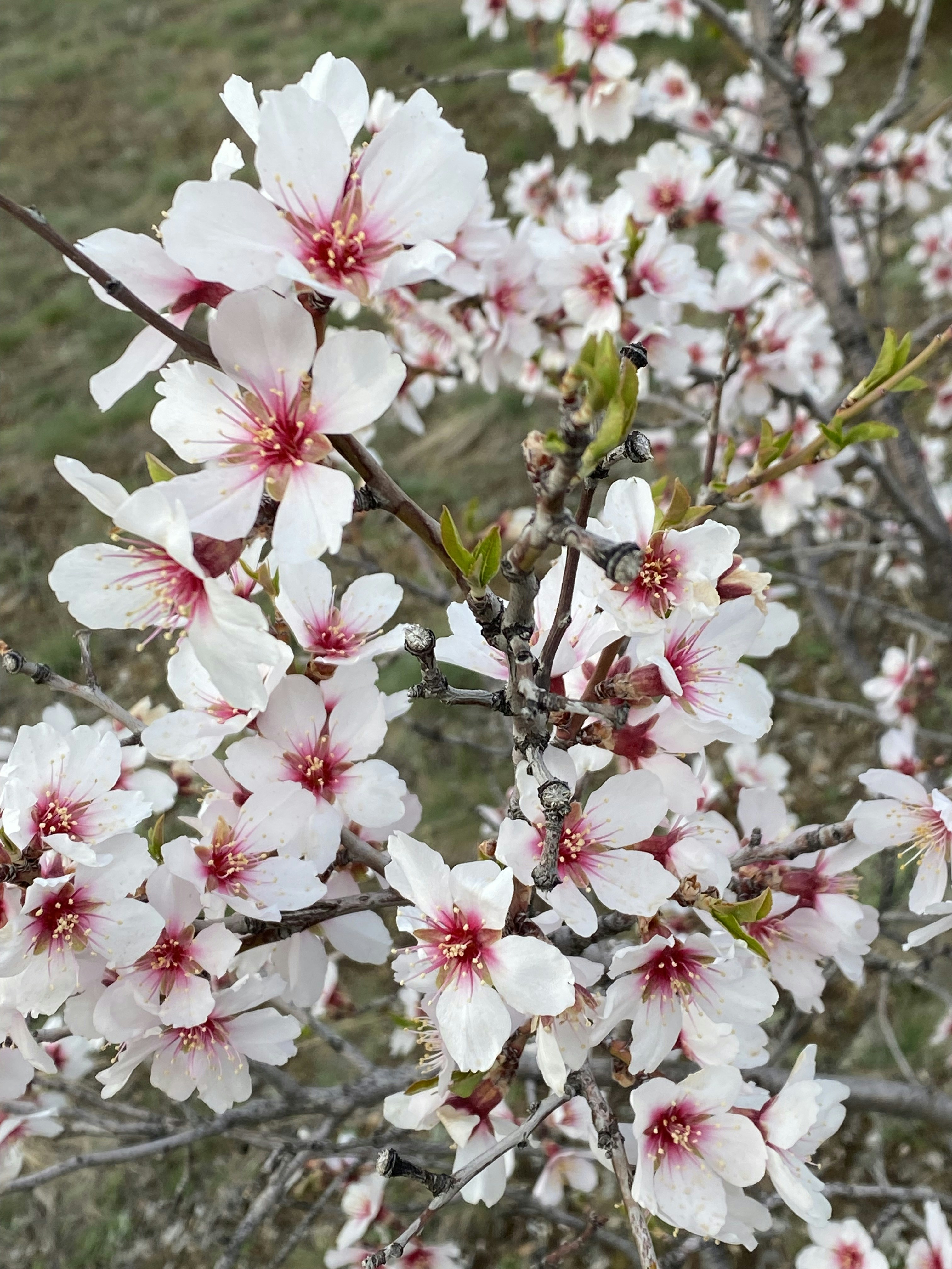 Blossoms in Focus: A Burst of Pink-White Cranes on Branches
