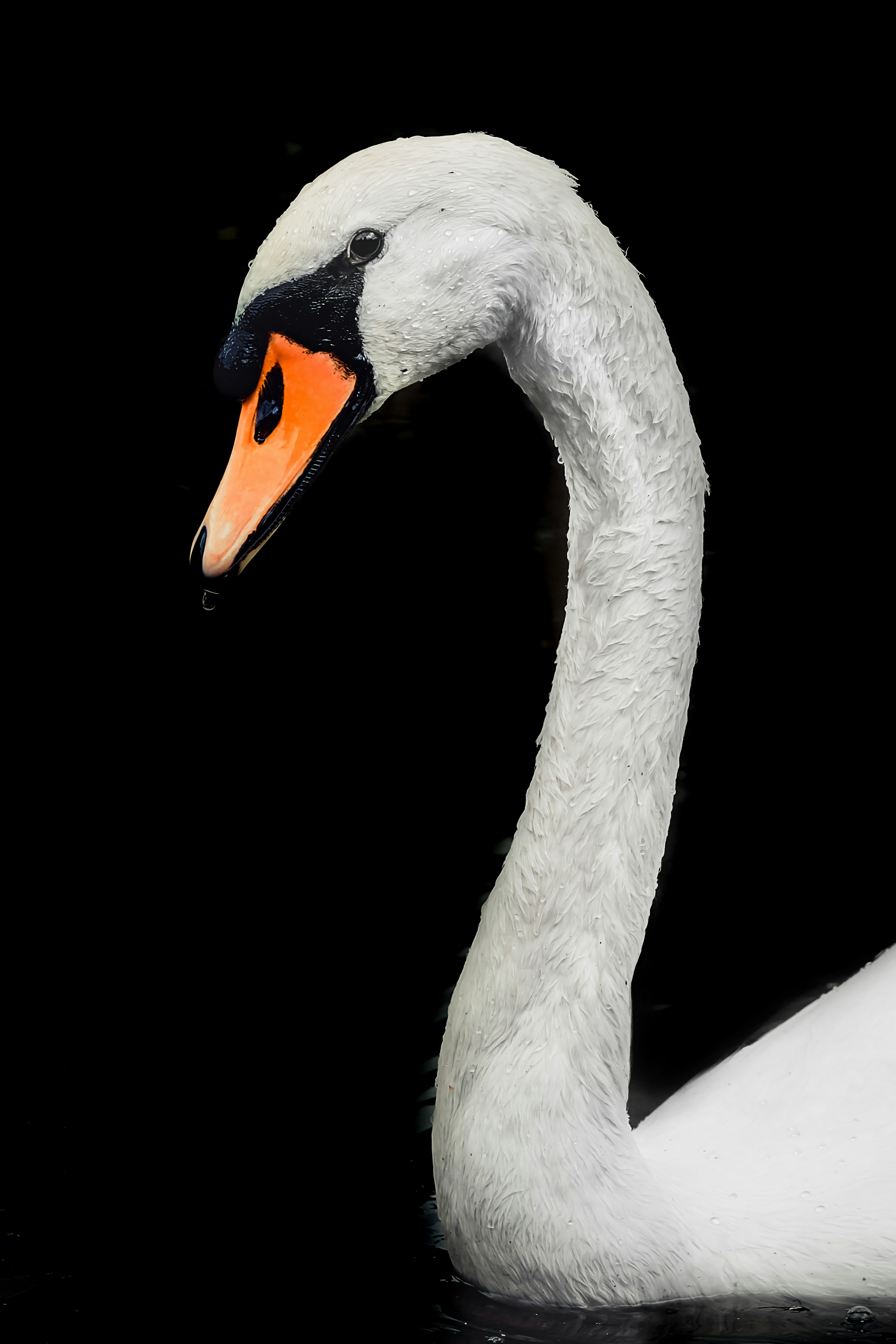 Elegance in Black Waters: The Swansong of a White Swan