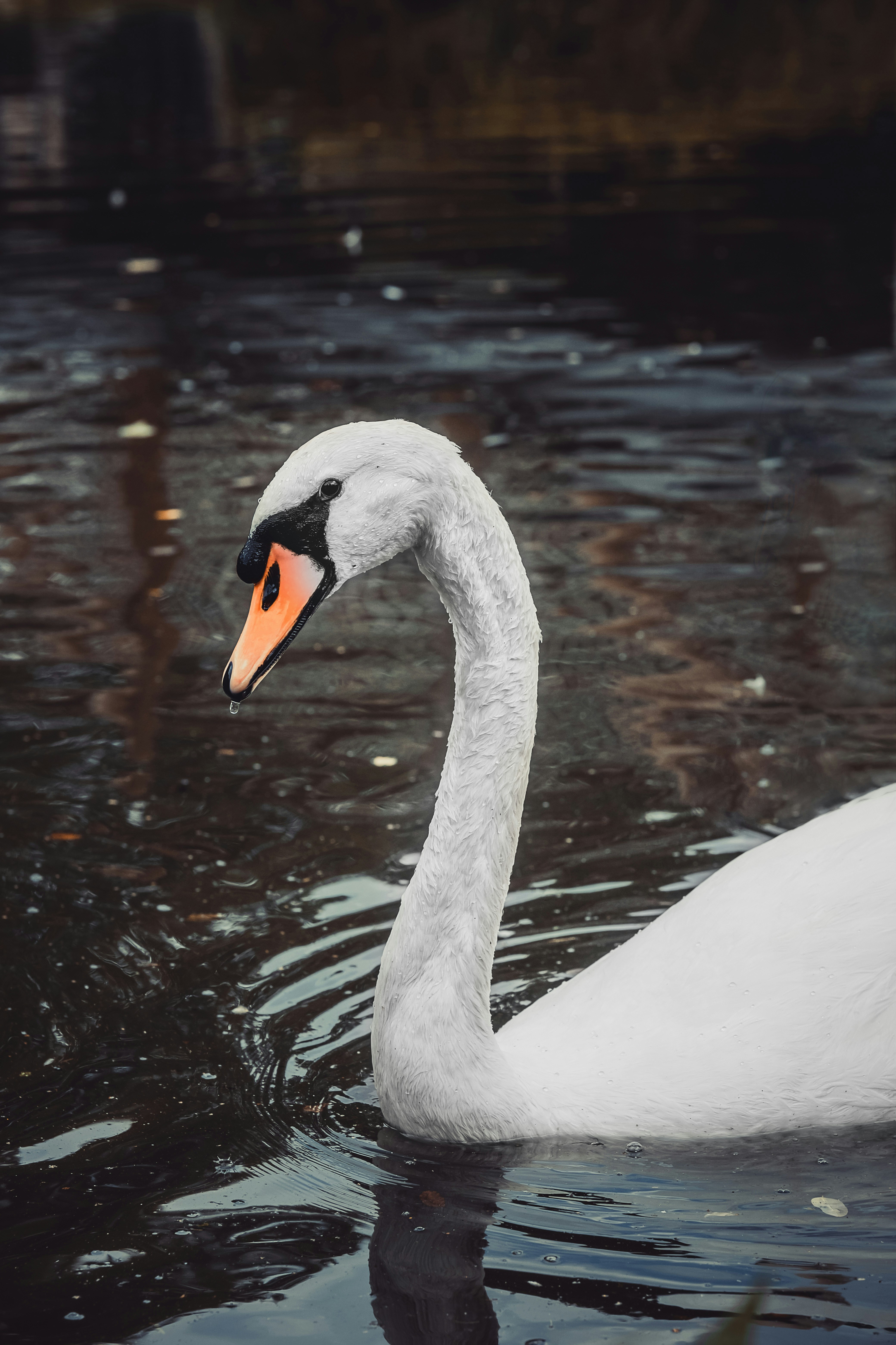 Graceful Gaze: a Swan’s Quiet Pause on the Water