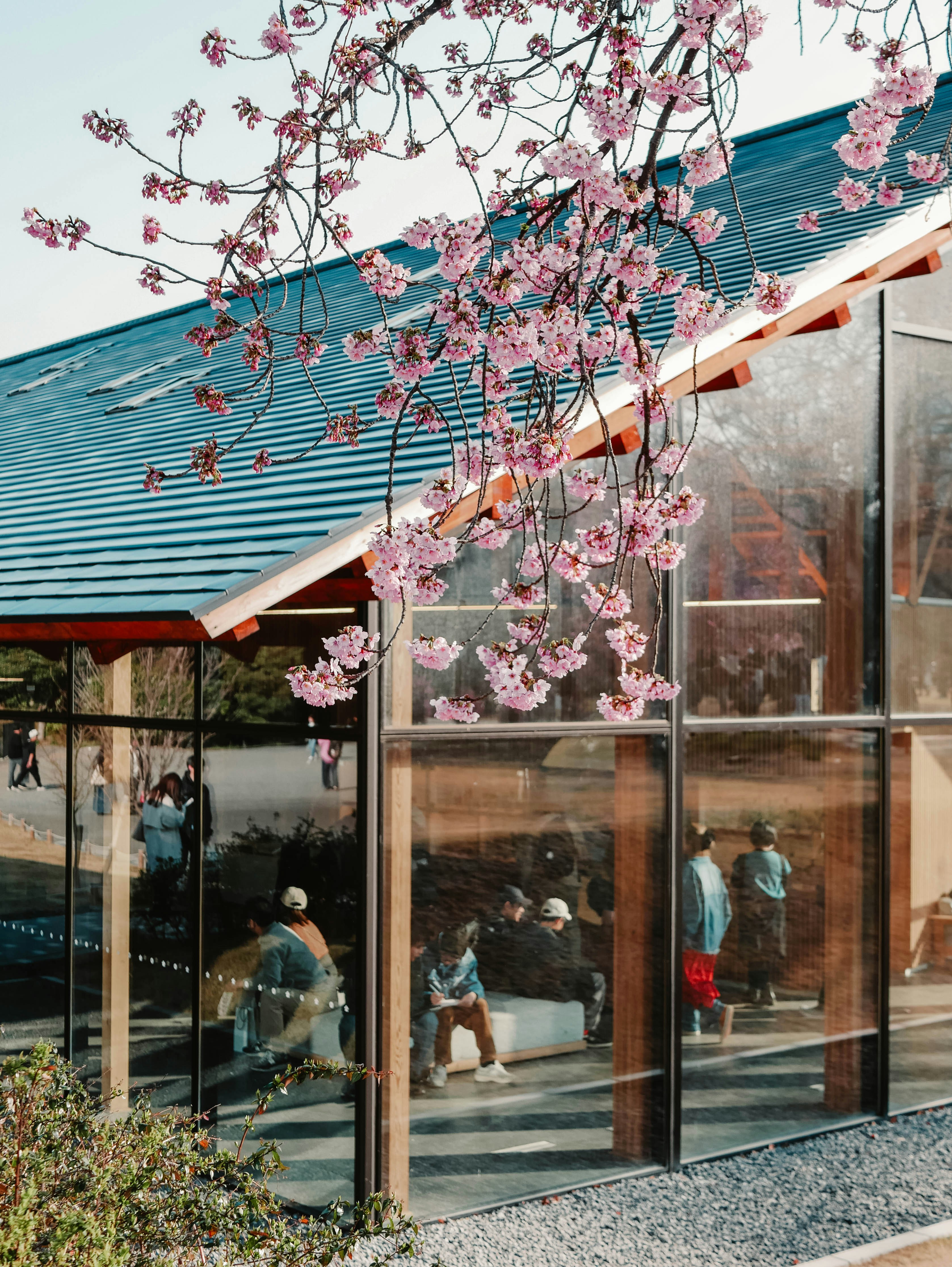 Cherry Blooms Framed by Glass and Glass Roof