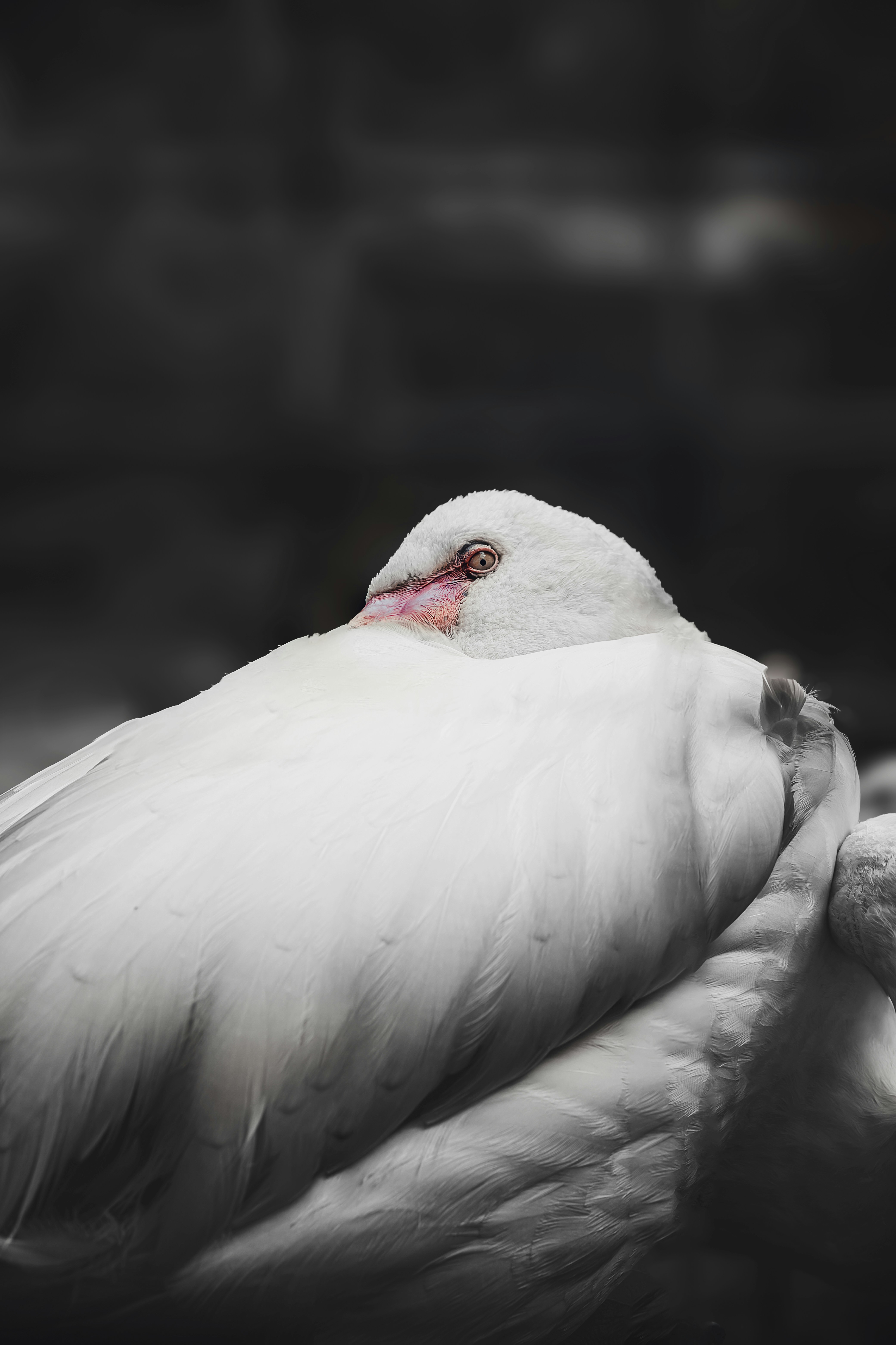 White Swan in Soft Focus Moment