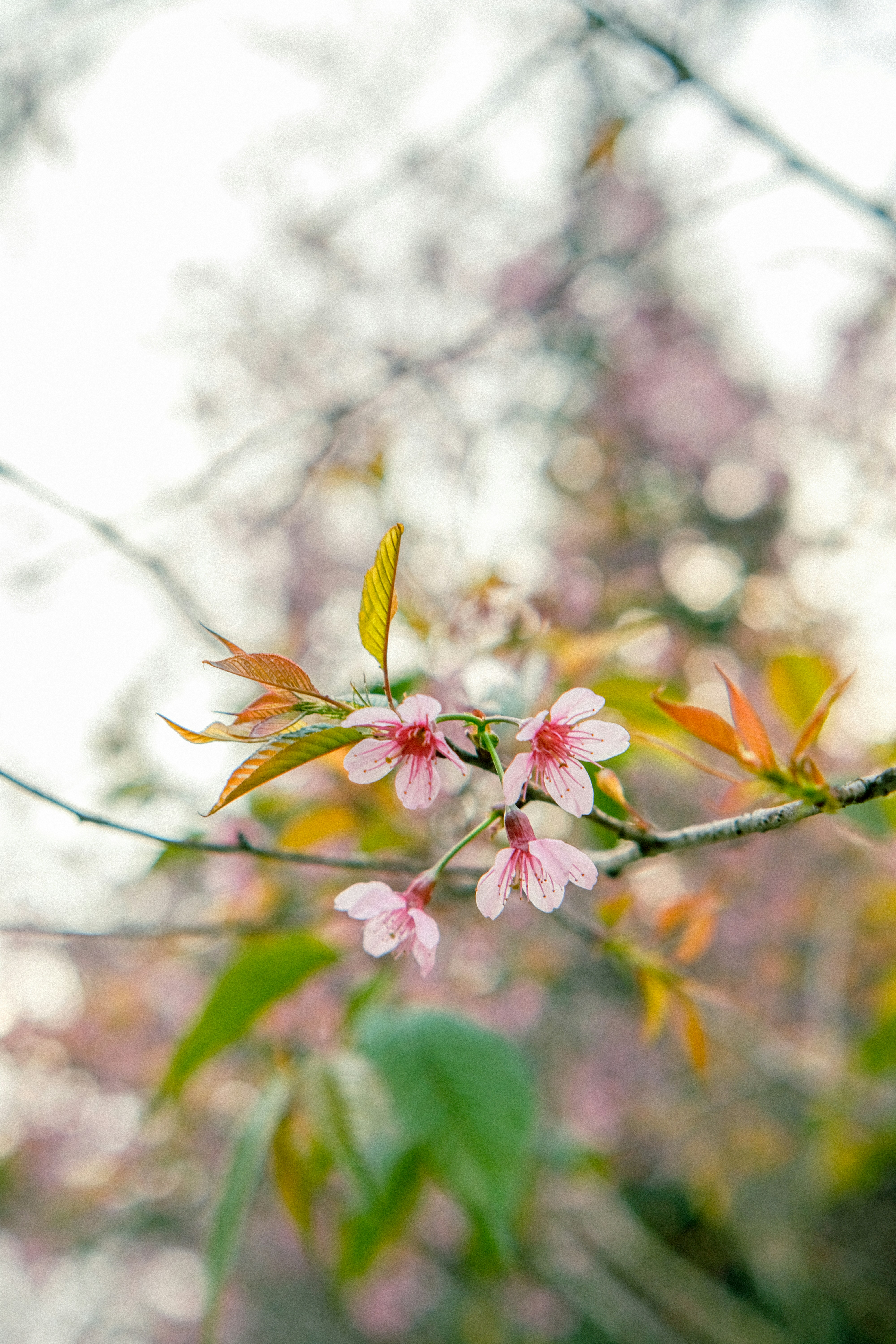 Blossoms in Soft Focus: A Delicate Pink Floral Moment