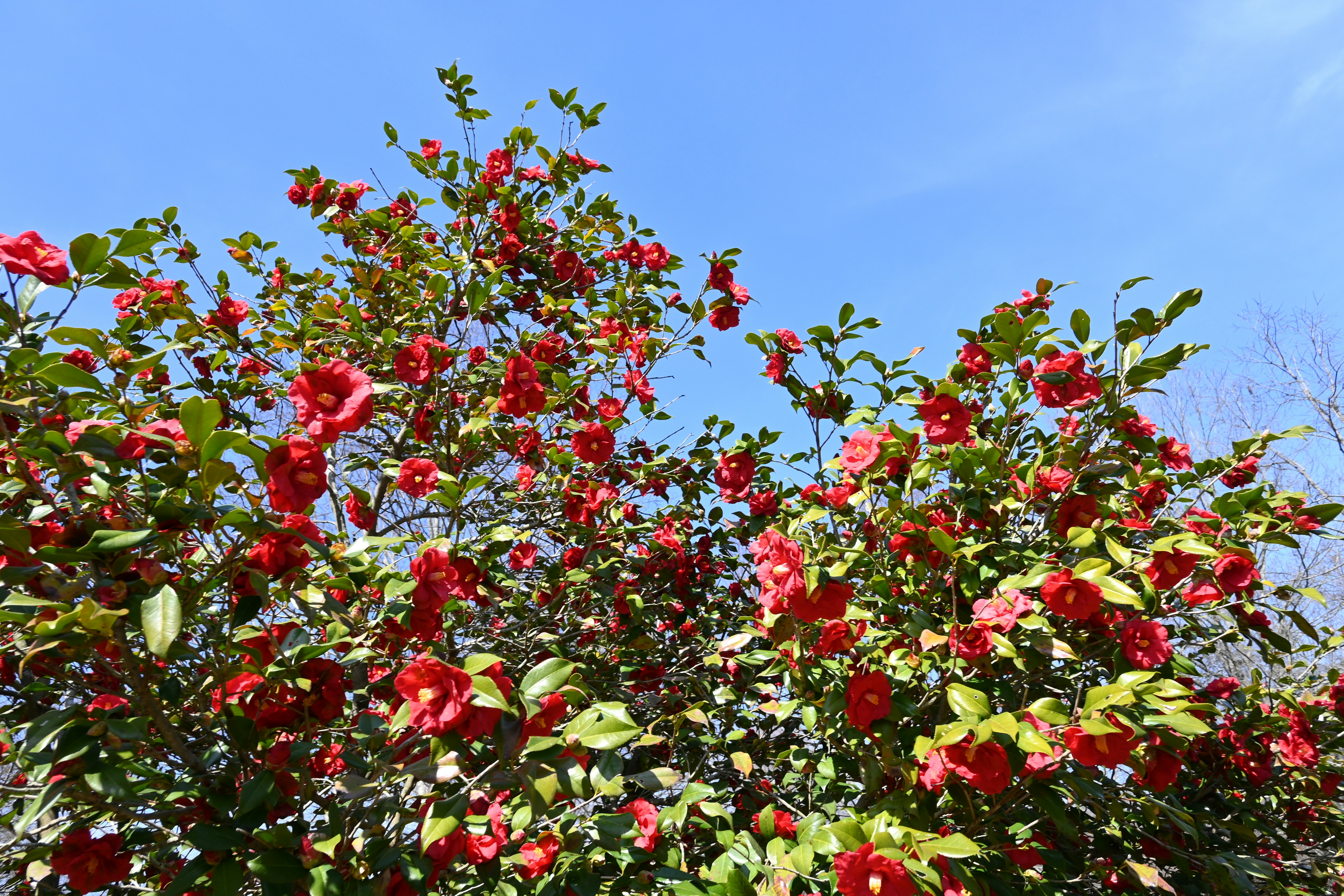 Crimson blooms beneath a sapphire sky