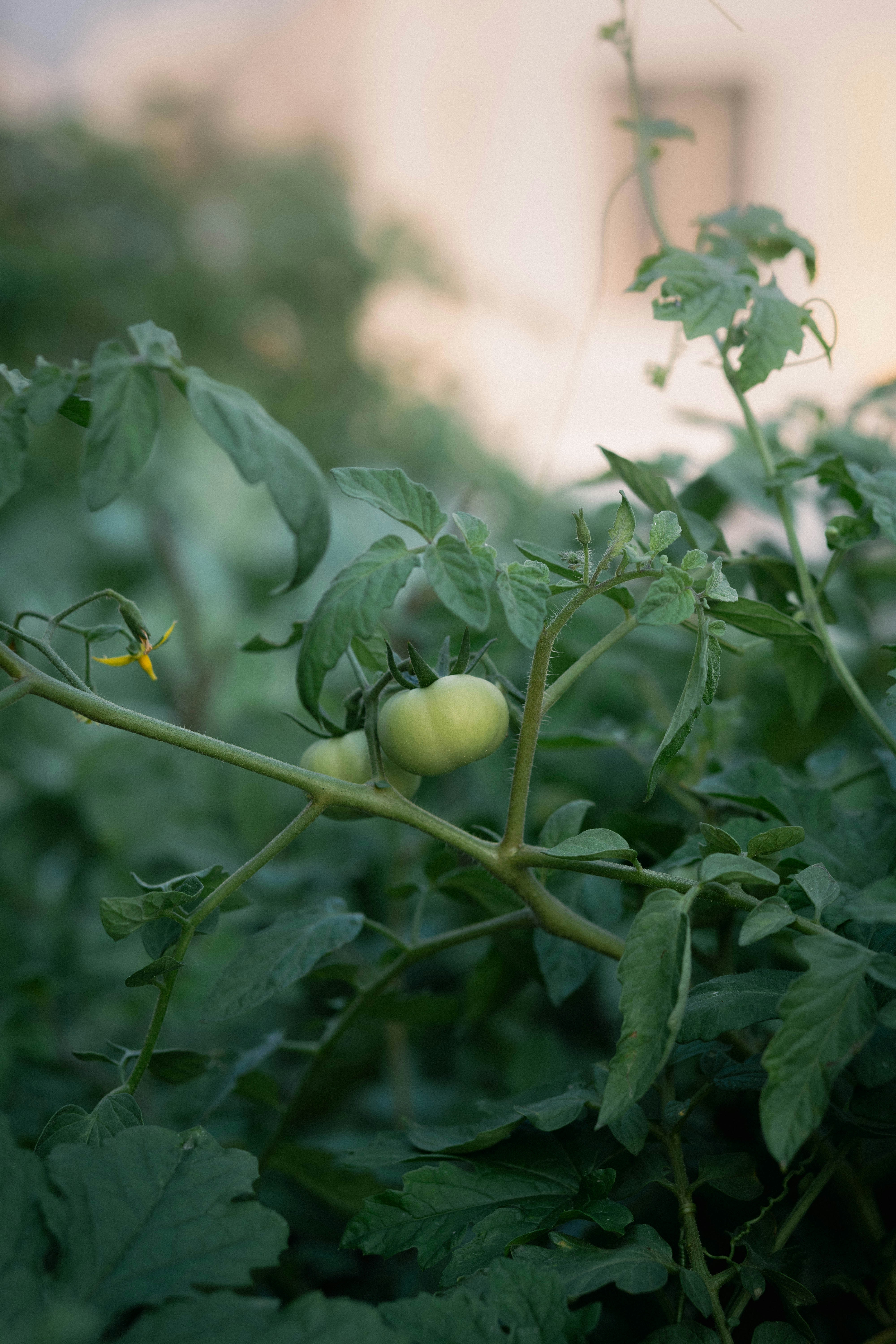 Tomato Stem with Green Fruit: Quiet Garden Detail