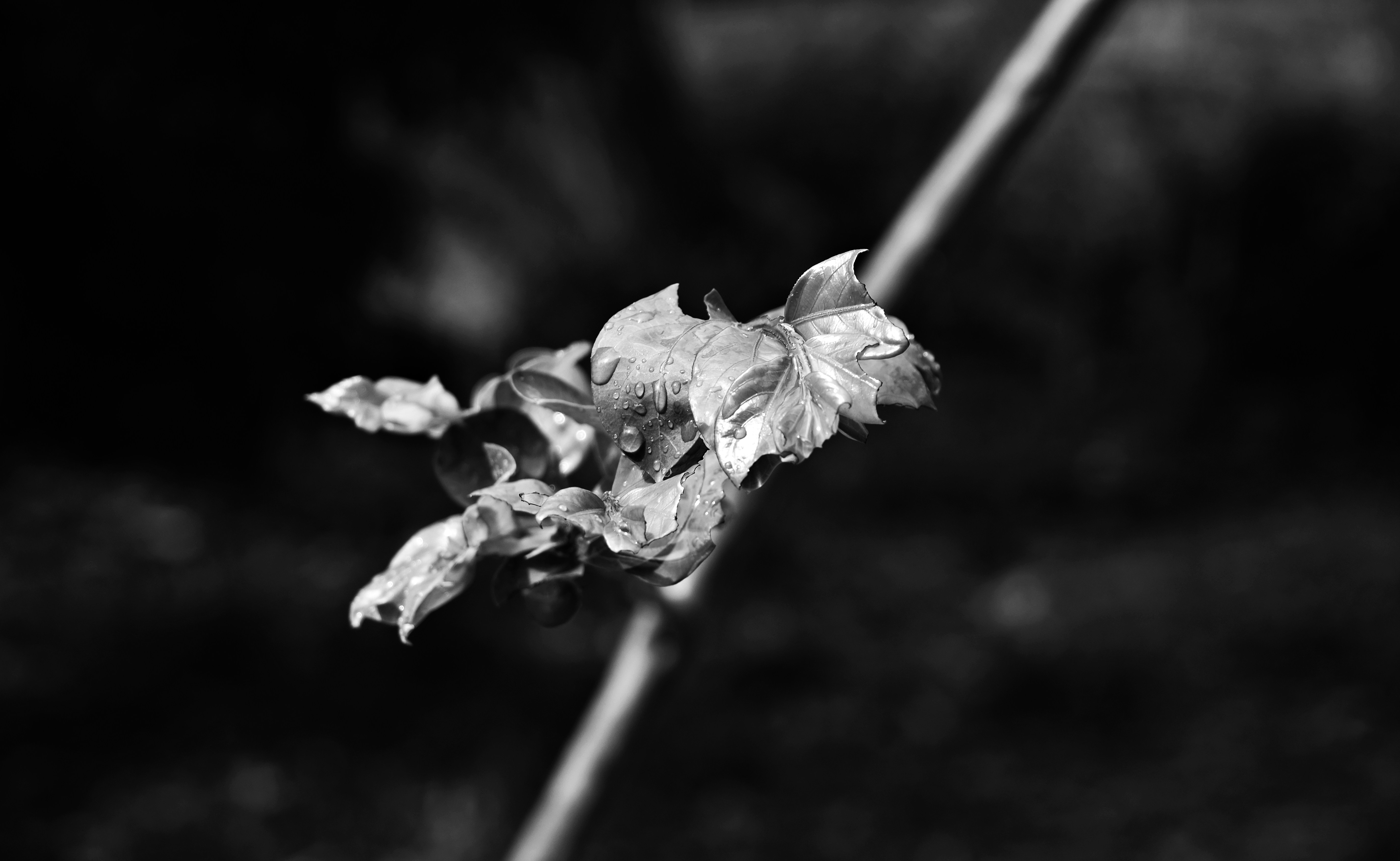 Withered Leaf on a Silent Branch