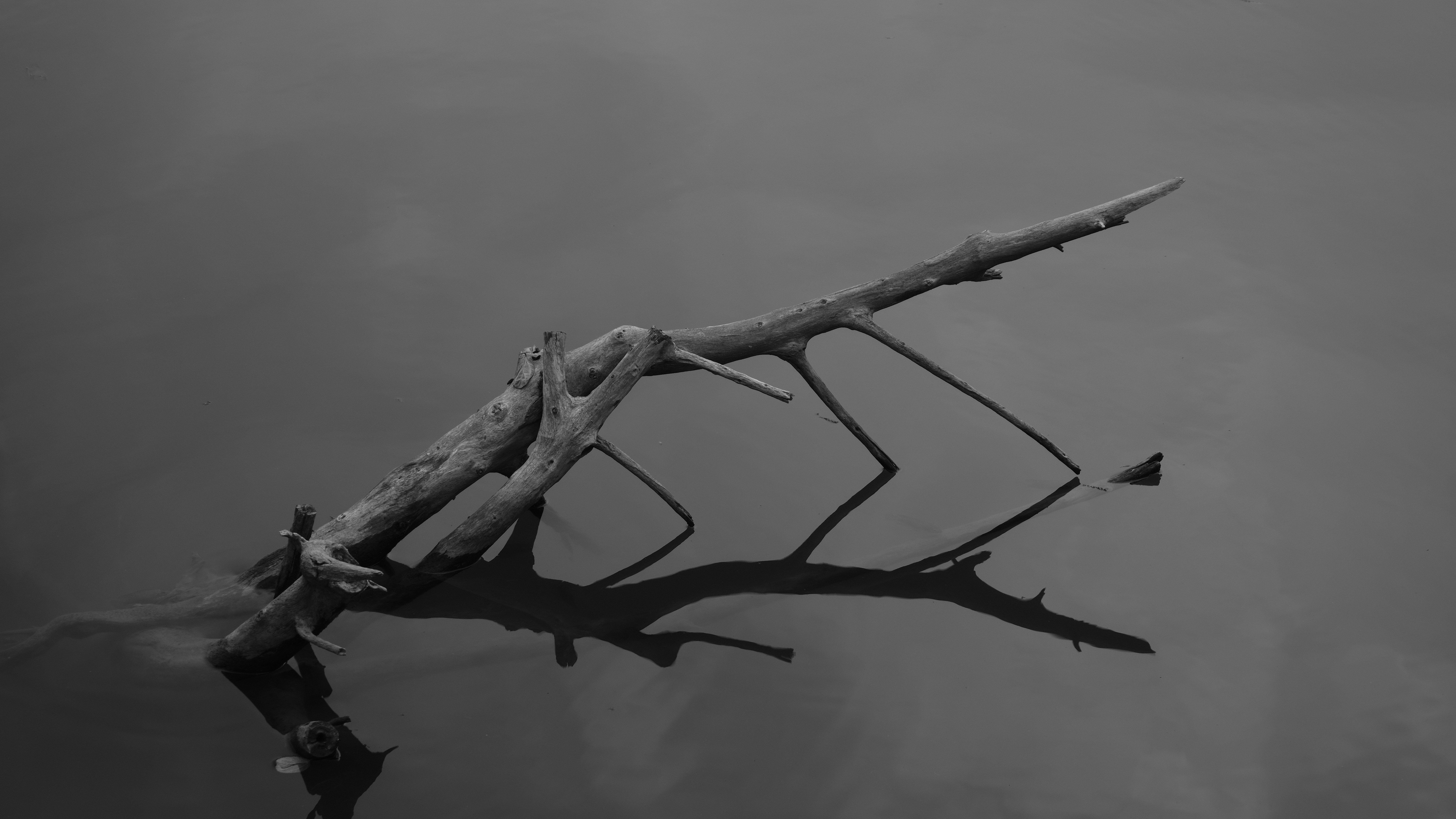 Driftwood on a Quiet Mirror