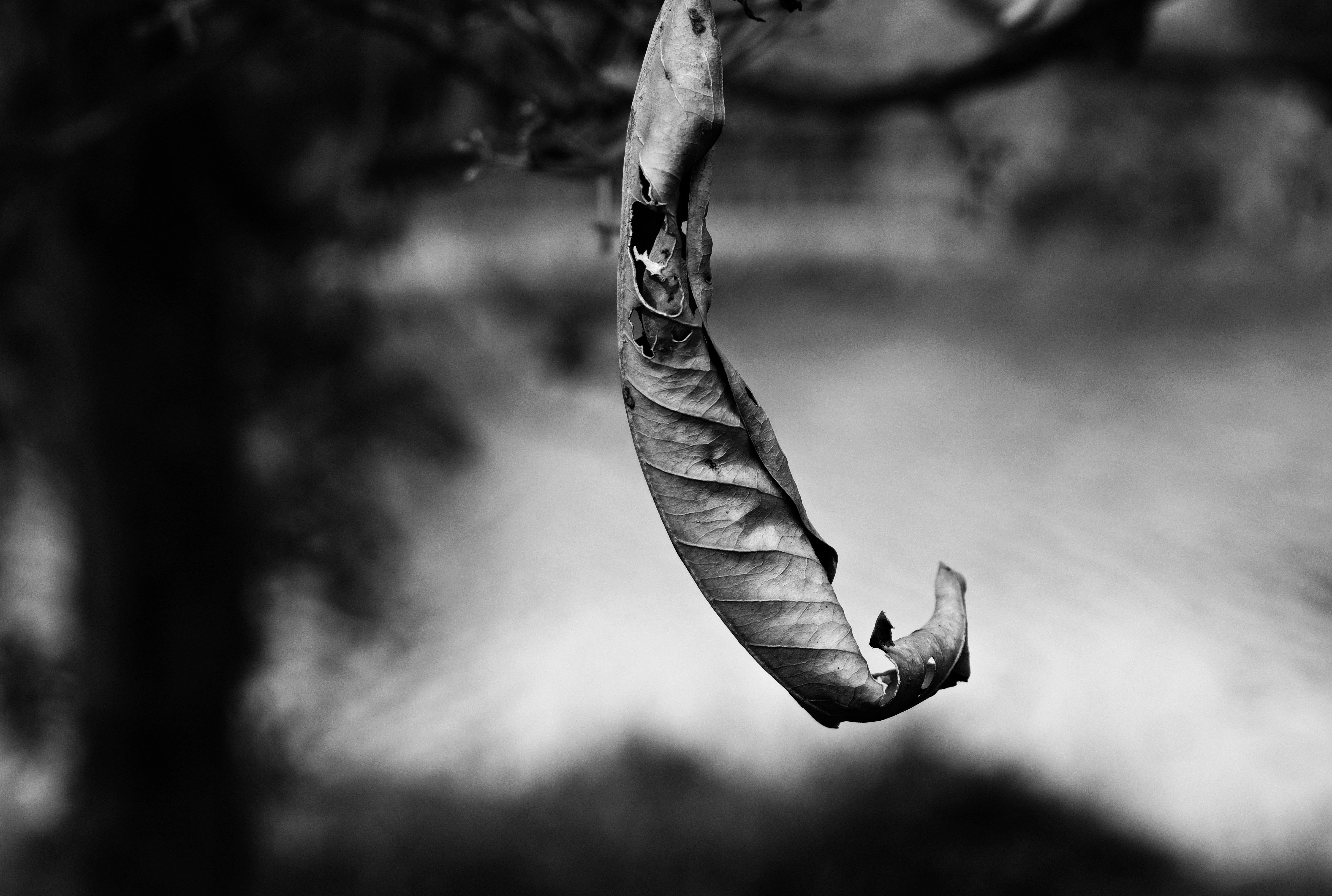 A lone dried leaflet dances in monochrome breeze