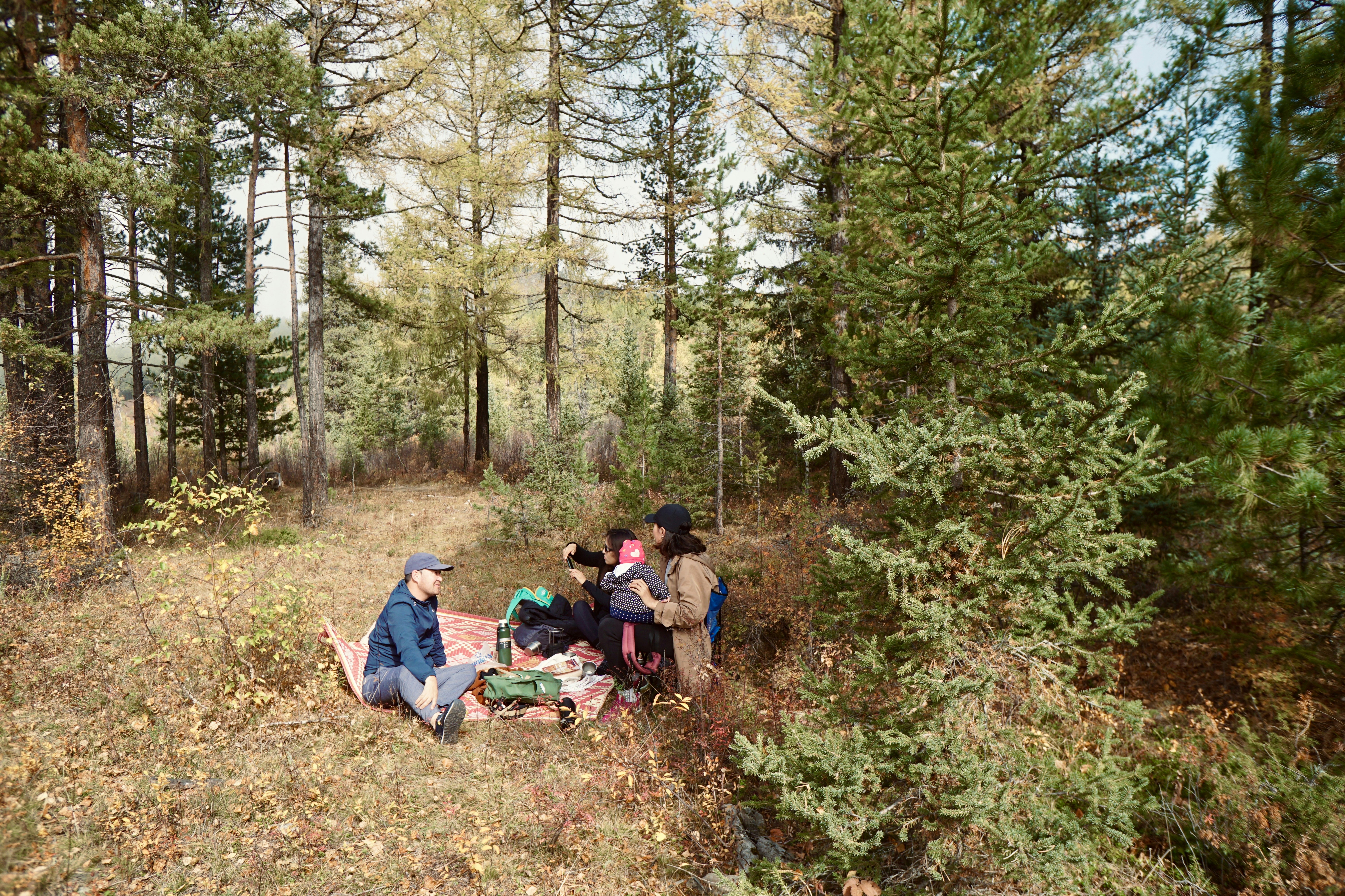 Forest Picnic Under Autumn Pines