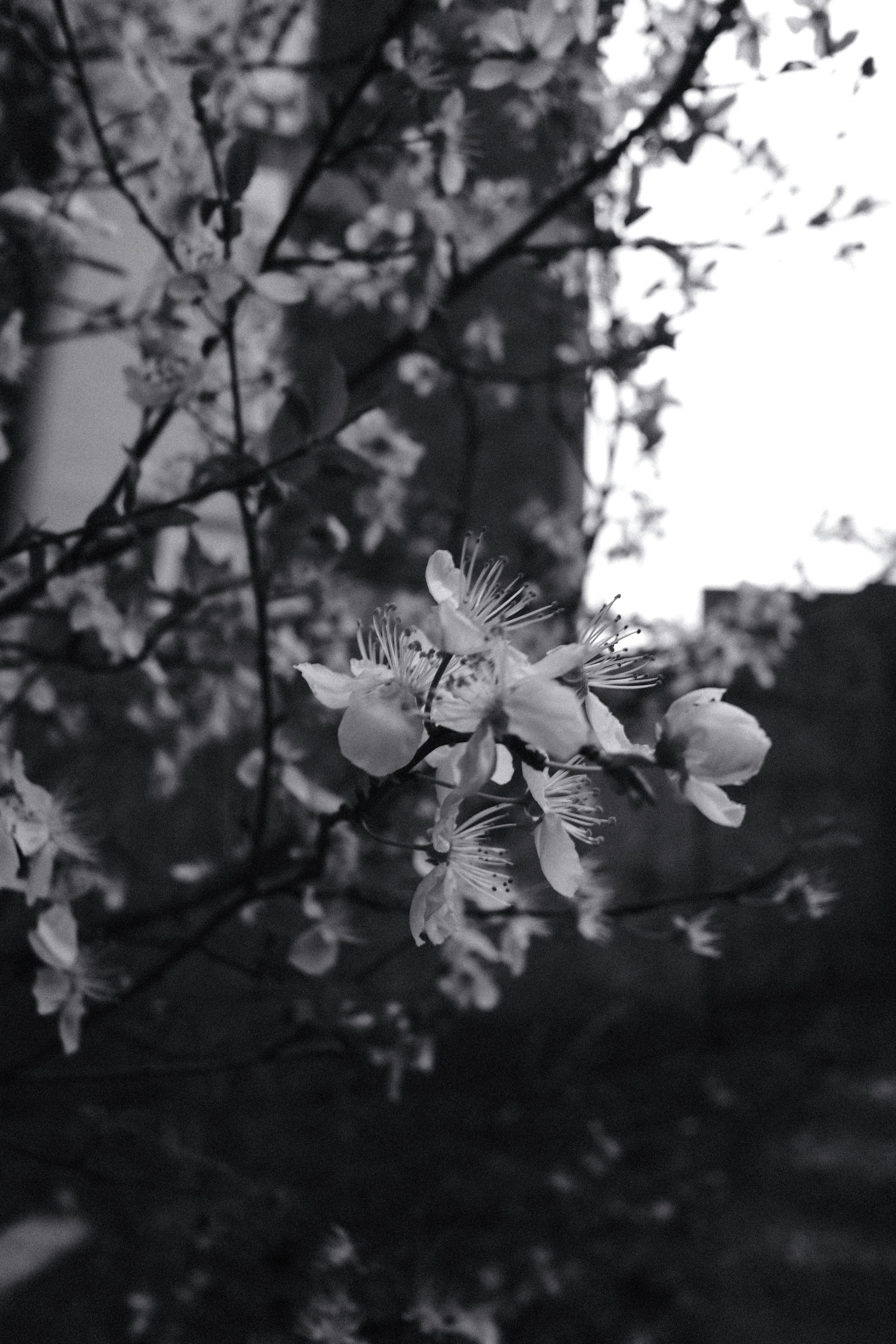 Delicate white spring blossoms on a branch with a minimalist, film-like feel.