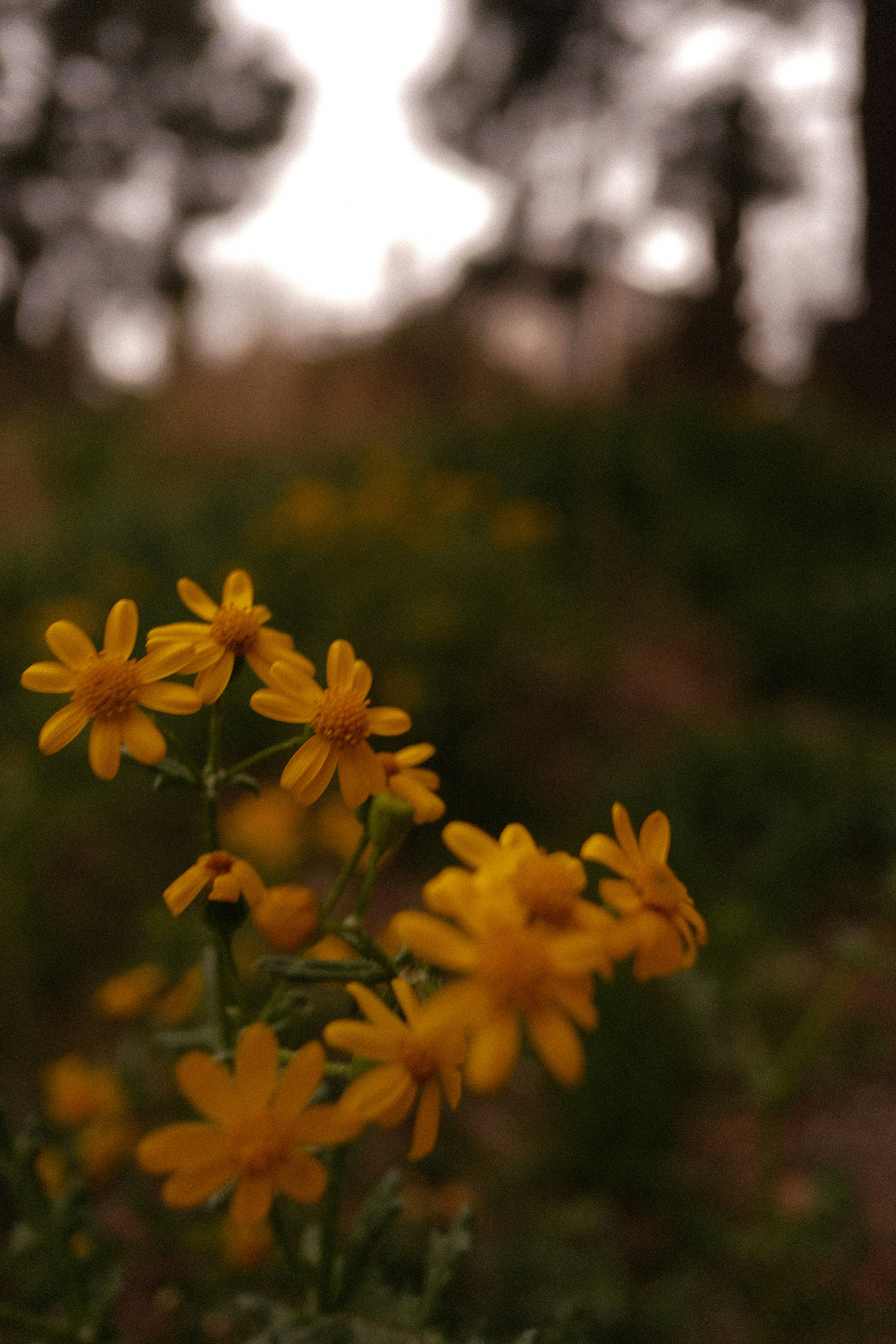Sunny Flora in Soft Focus: Golden Blooms at Dusk