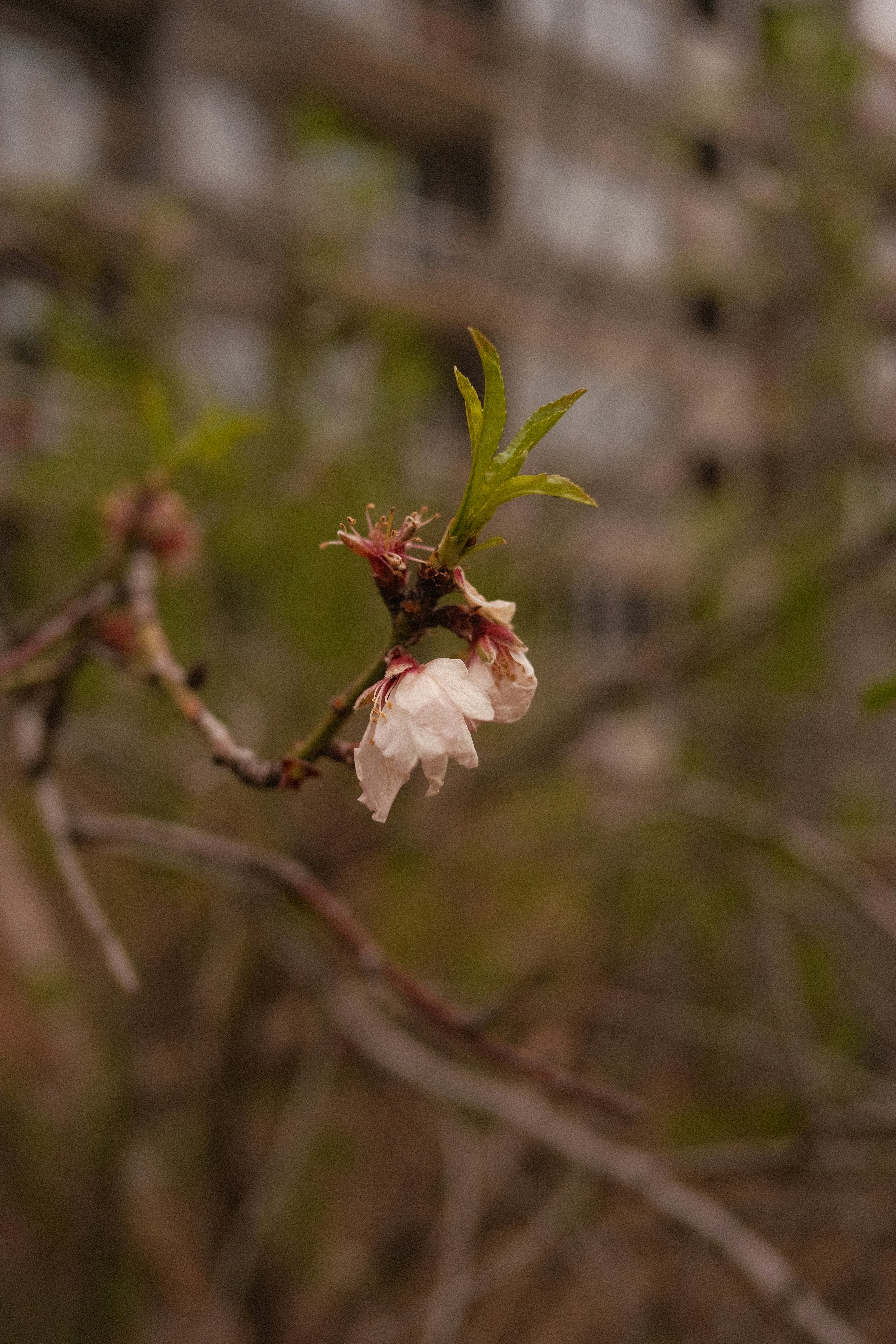 A Pale Bloom Quietly Framed Against a Blurred Cityscape