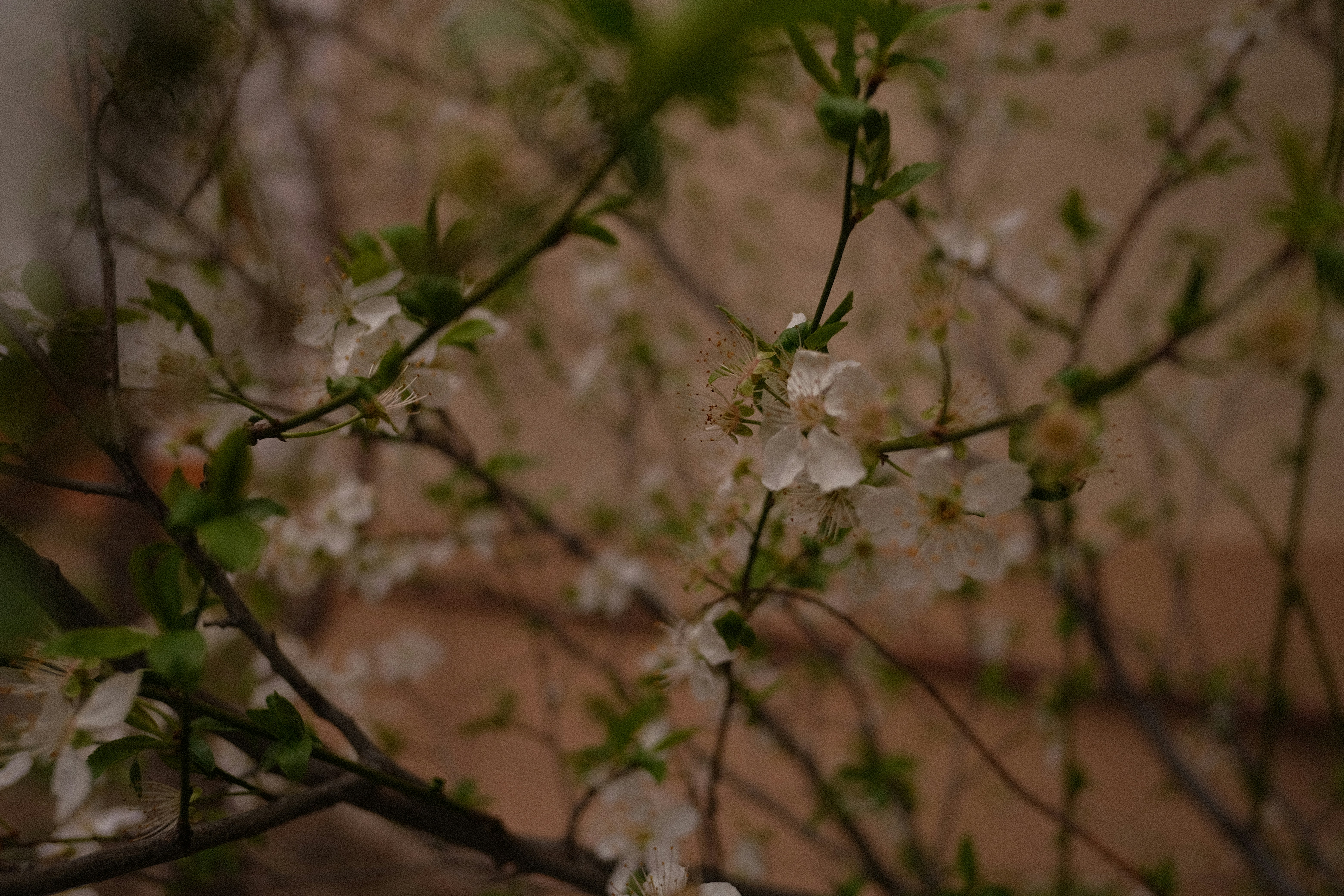 Blossoms in Quiet Tangled Light
