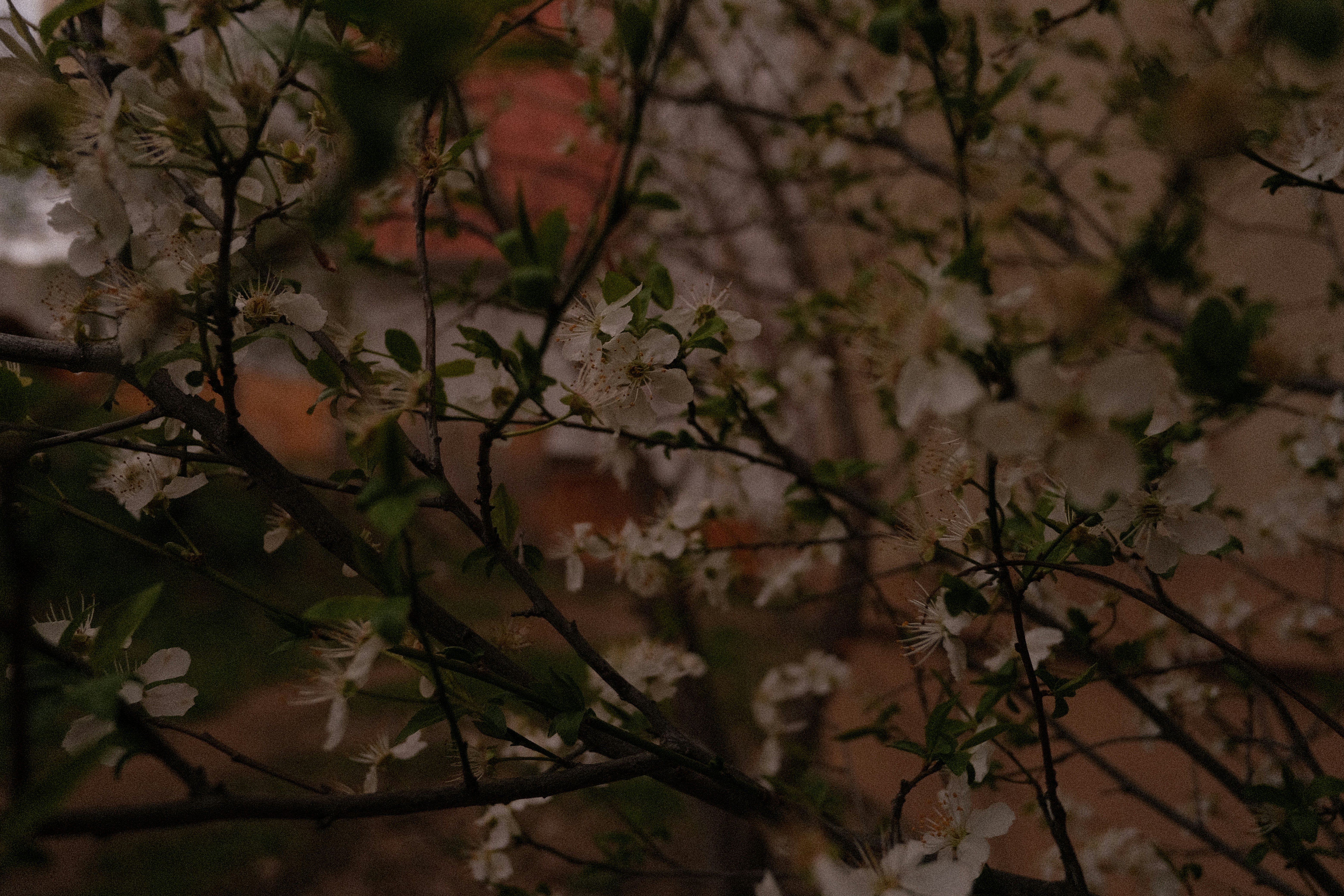 Delicate white spring blossoms on a branch with a minimalist, film-like feel.