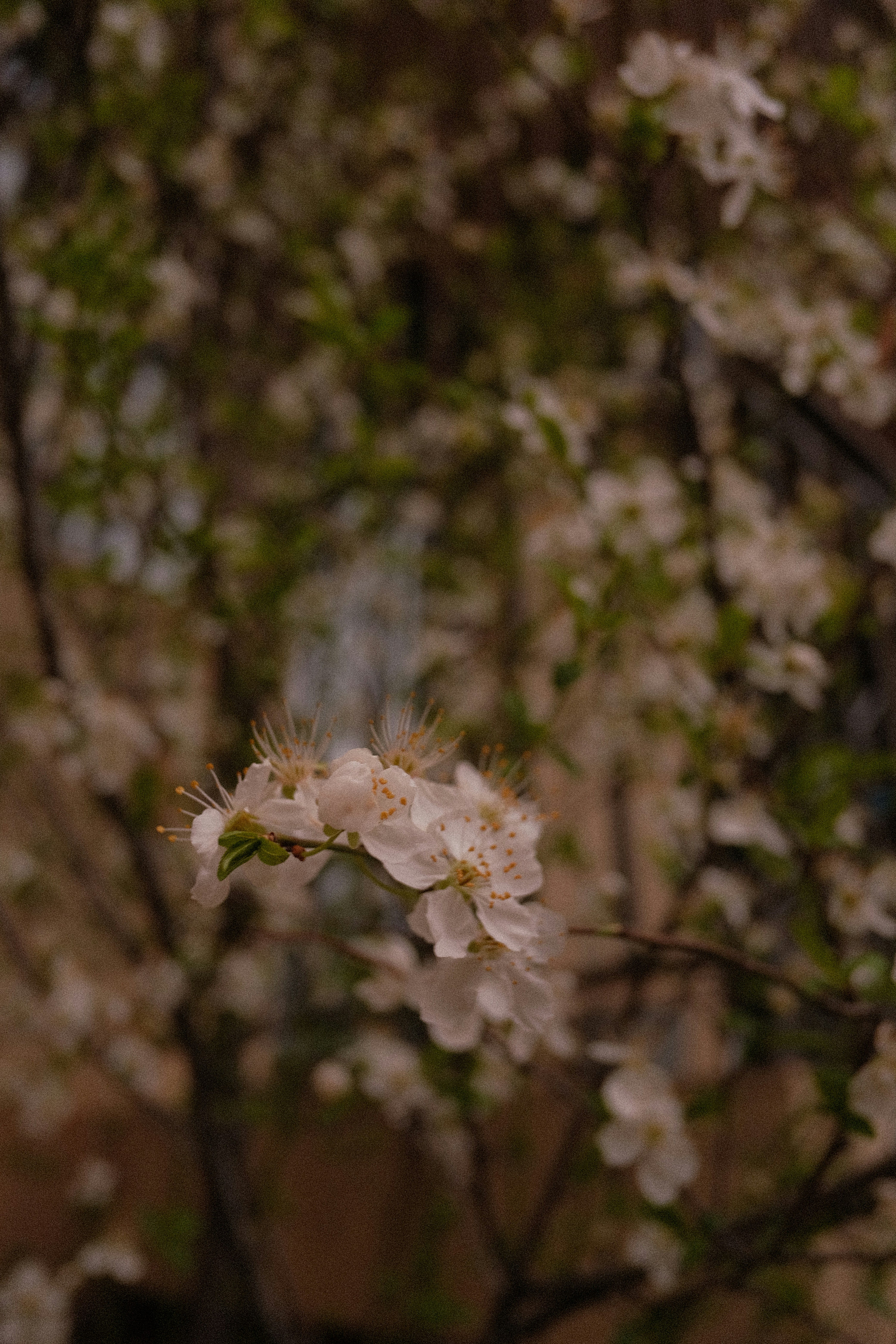 Blossoms in Focus: A Gentle Forward Bloom