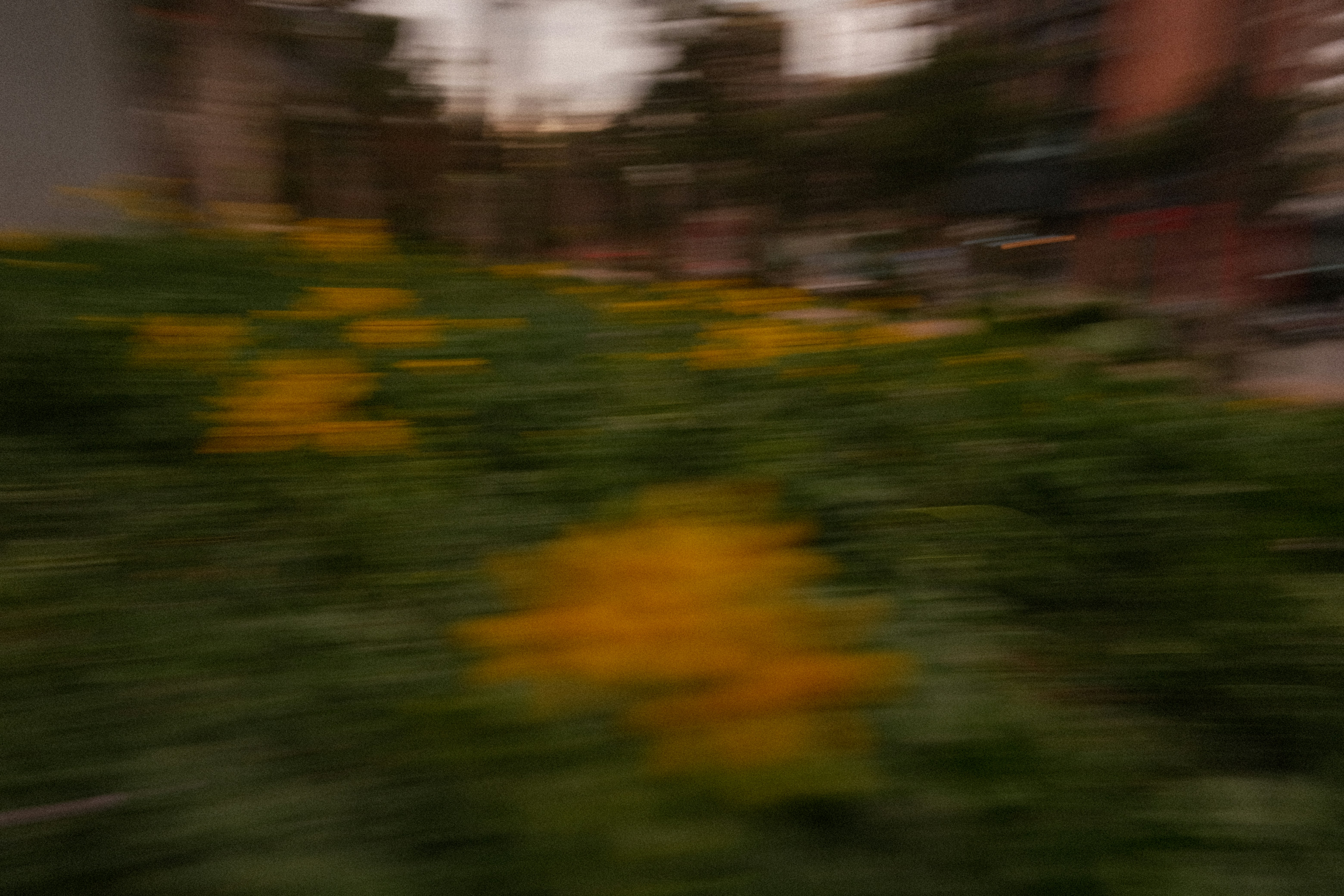 Blurred Bloom: A Nighttime City Garden in Motion