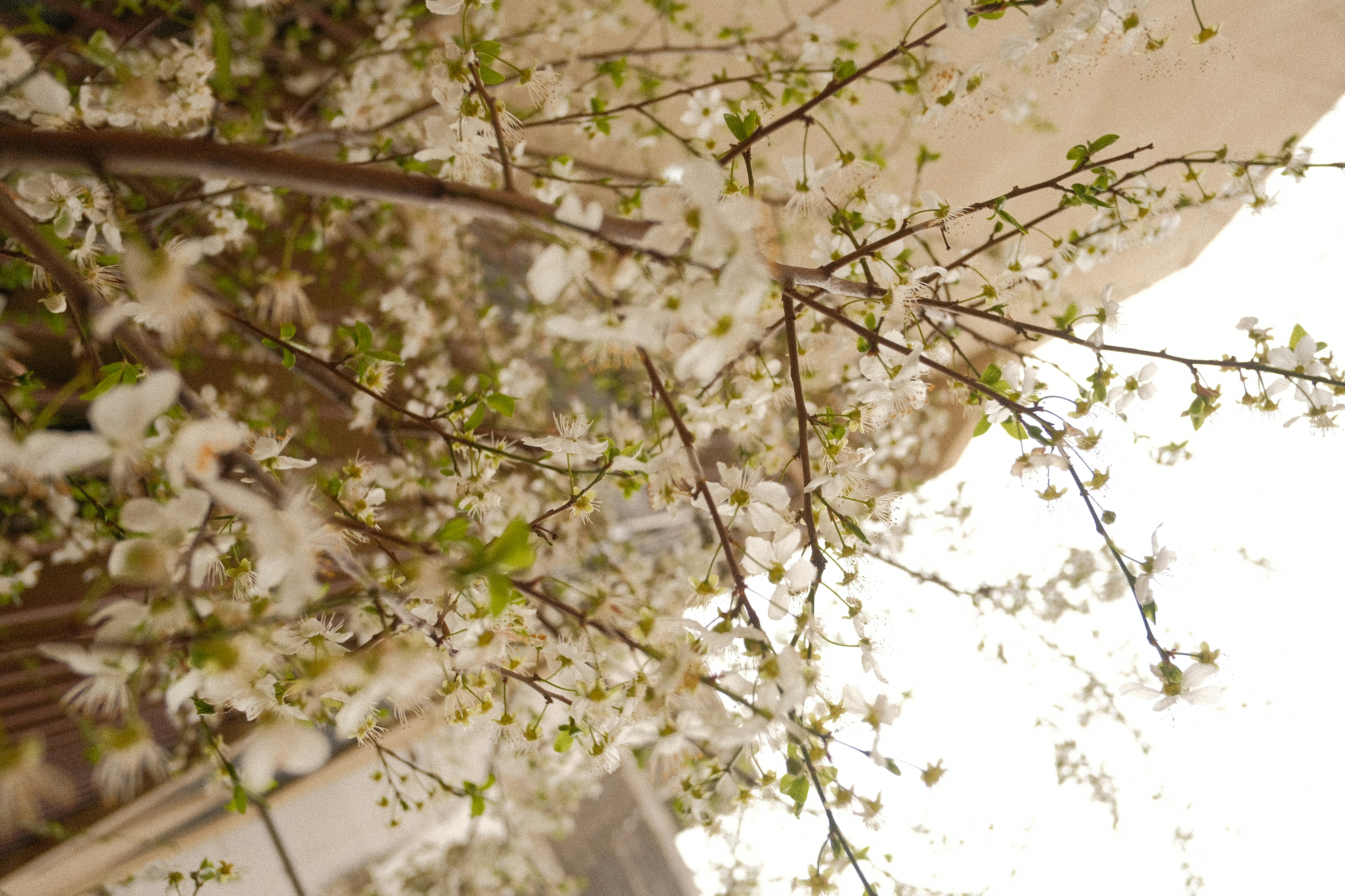 Blossoms Thread the Facade: A Quiet Spring Moment on a Facade Wall