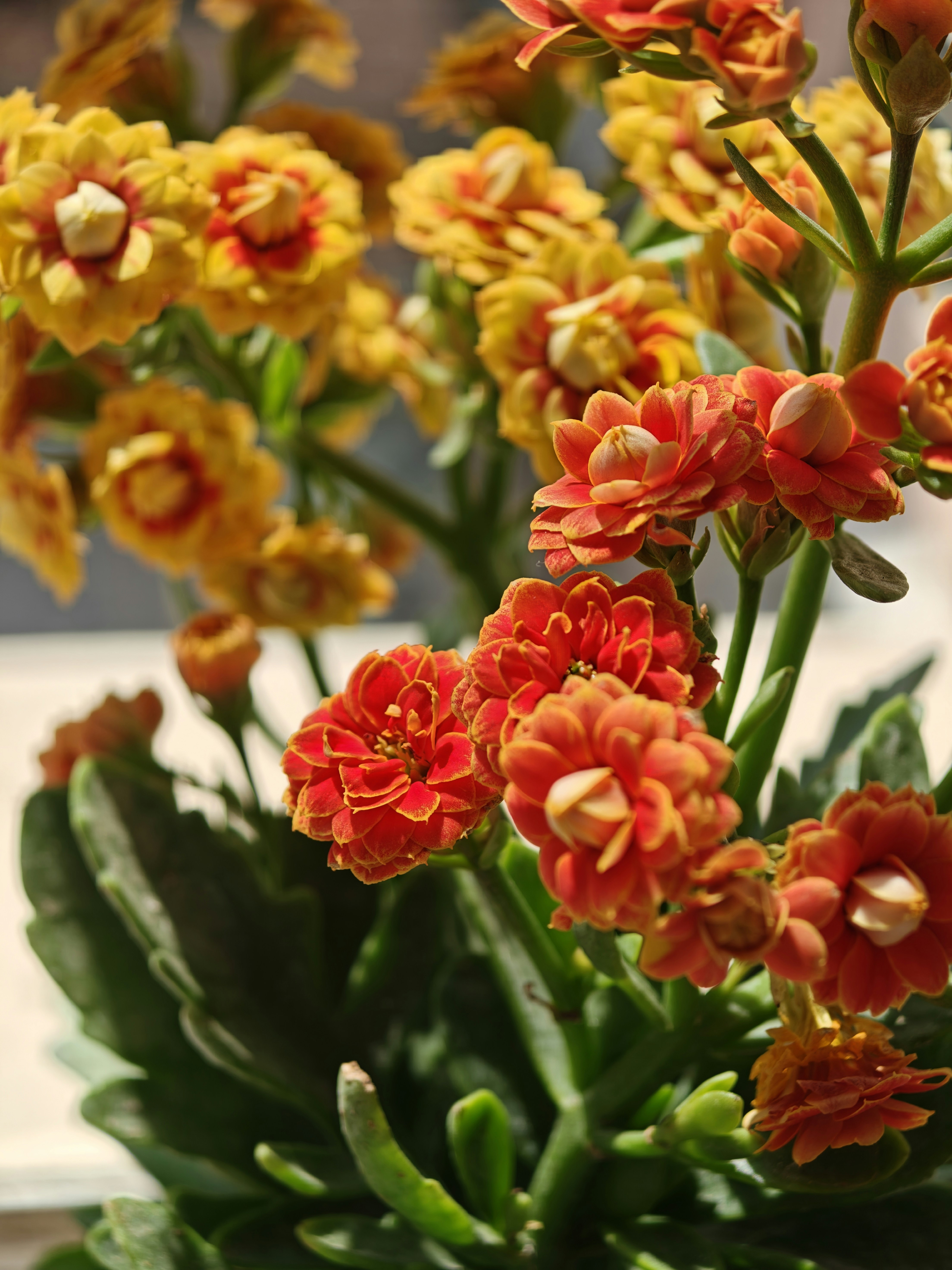 Dormant Sunsets in Bloom: A Parade of Orange and Yellow Roses