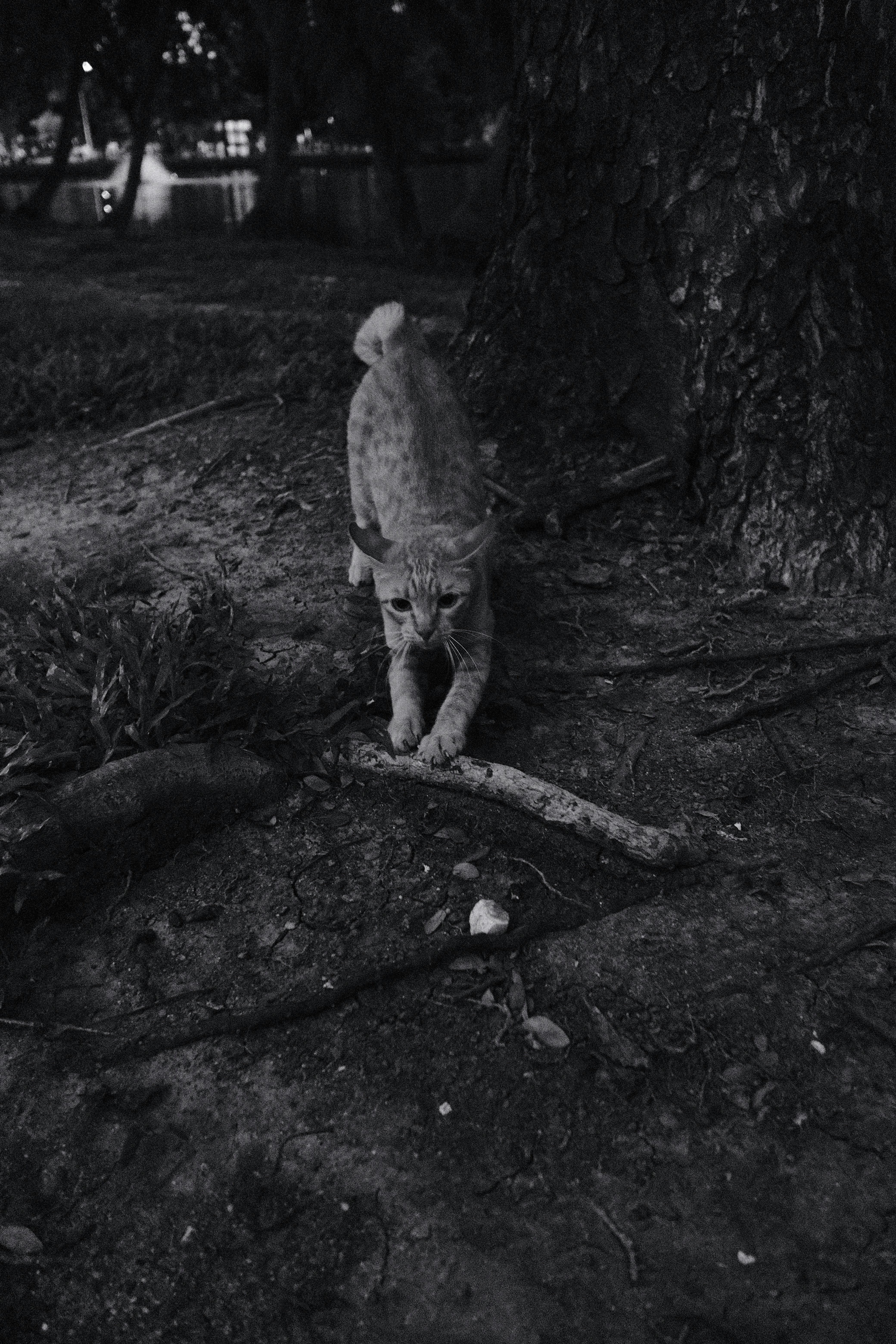 Curious Feline Ascent: A Ground-Level Stalker Emerges from the Shade