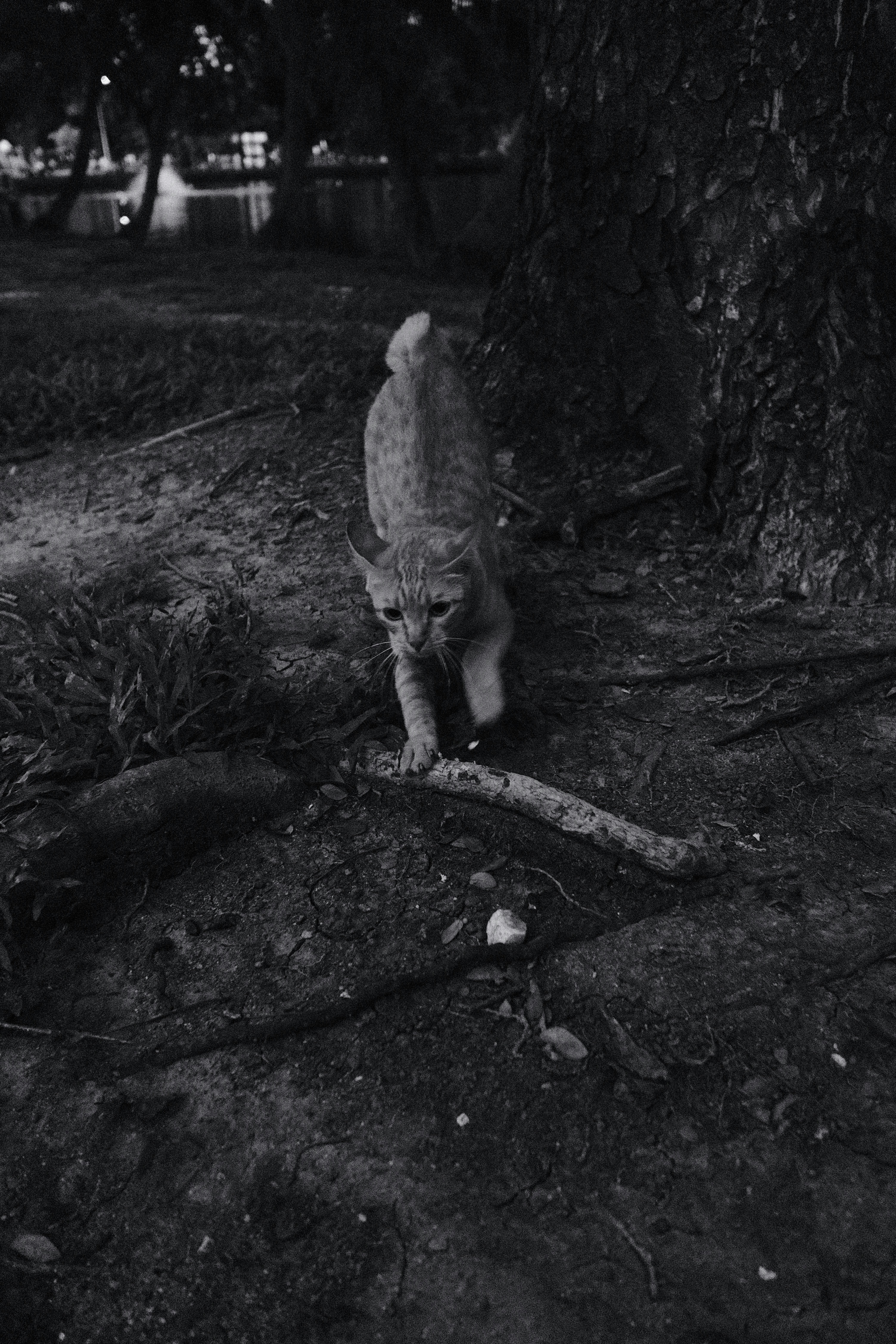 Shadowed Feline in the Park: A Low-Light Approach