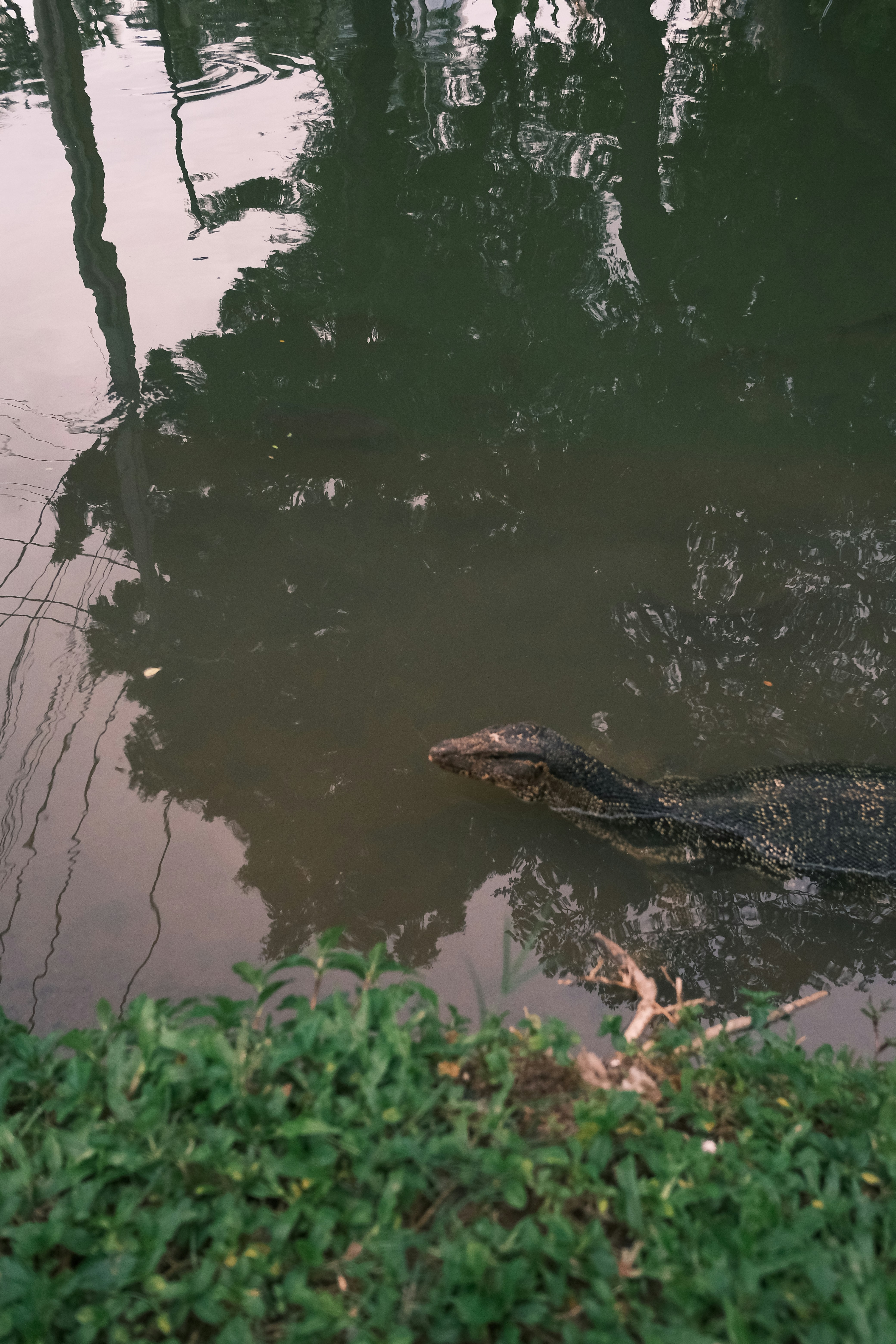 Alligator at the Waterline: Hidden Habitat Along a Dappled Bank