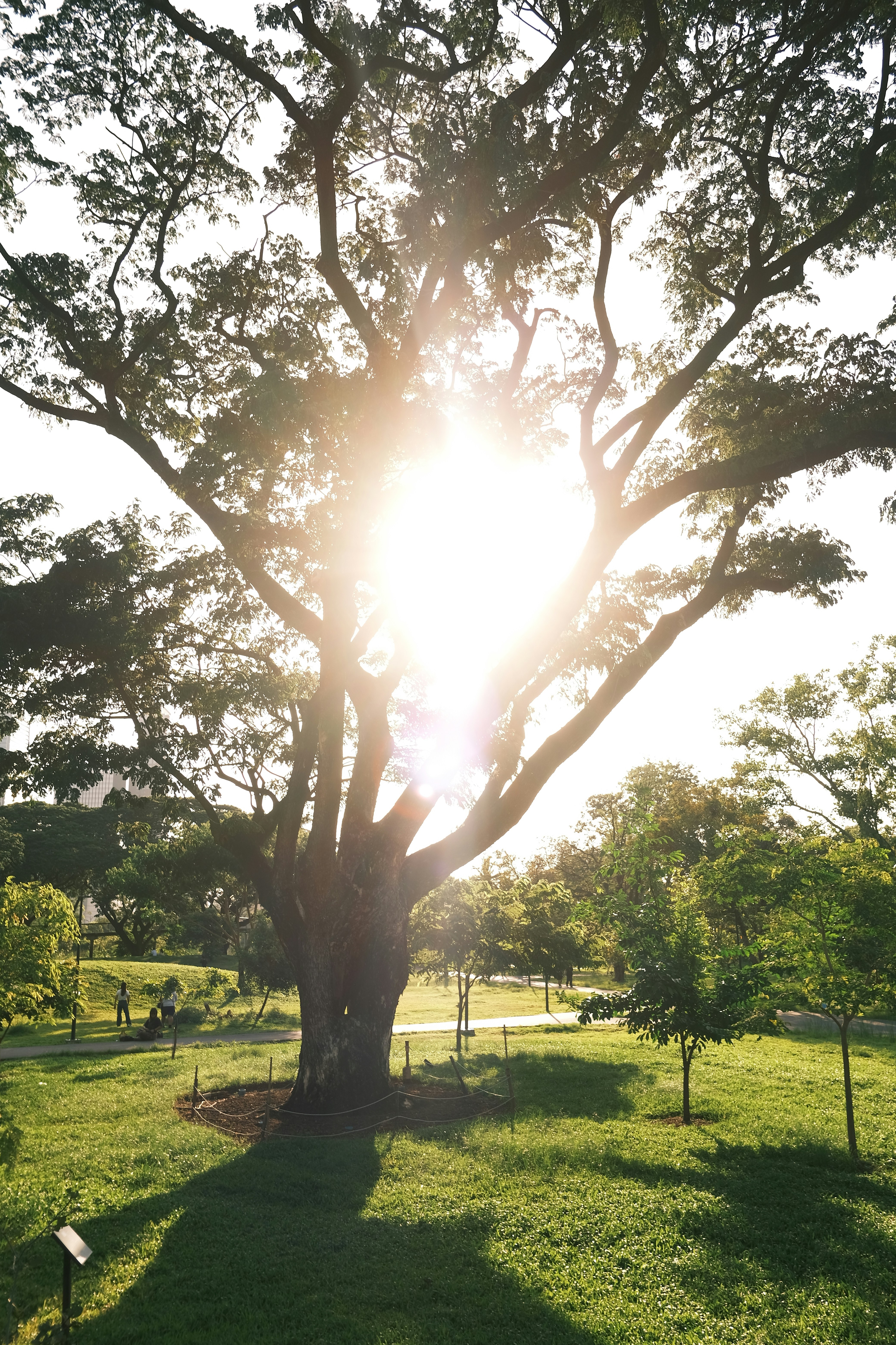 Sunlit Oak Portrait: A Park Tree Framed by Radiant Foliage
