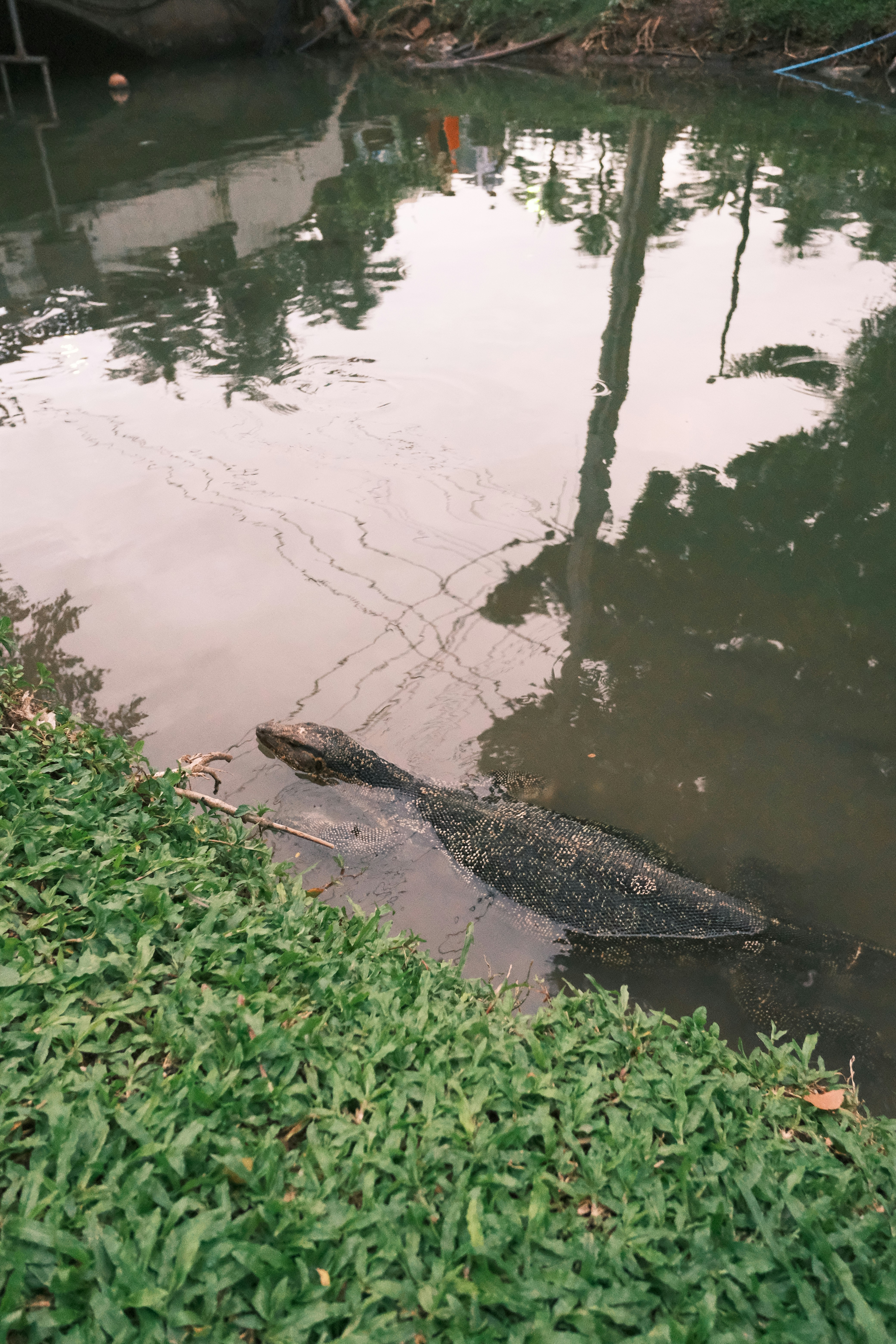 Crocodile at the Waterline: Ambush Beneath Green Edge