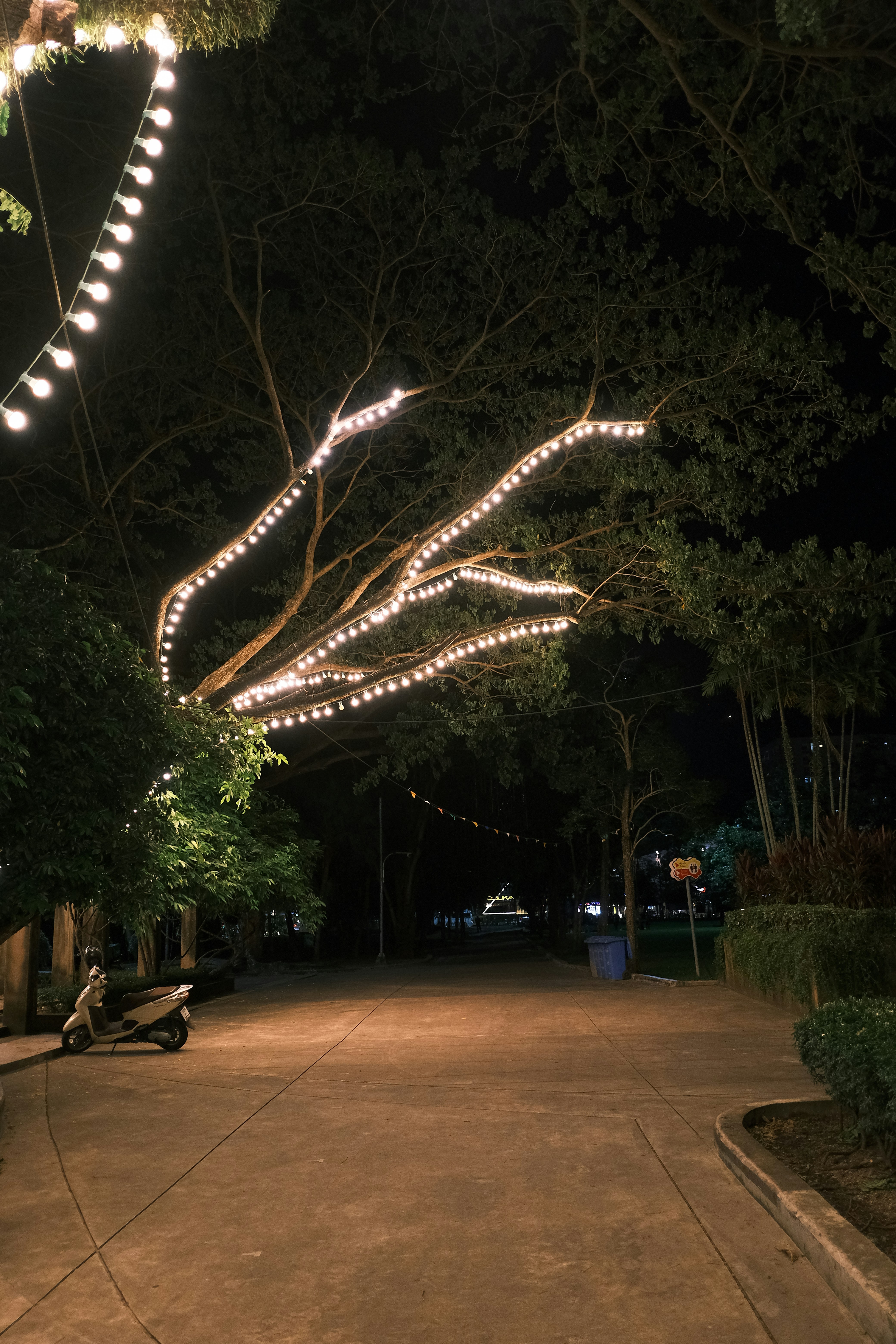 Luminous Branches Casting a Night Walk Through a Lantern-Illuminated Avenue
