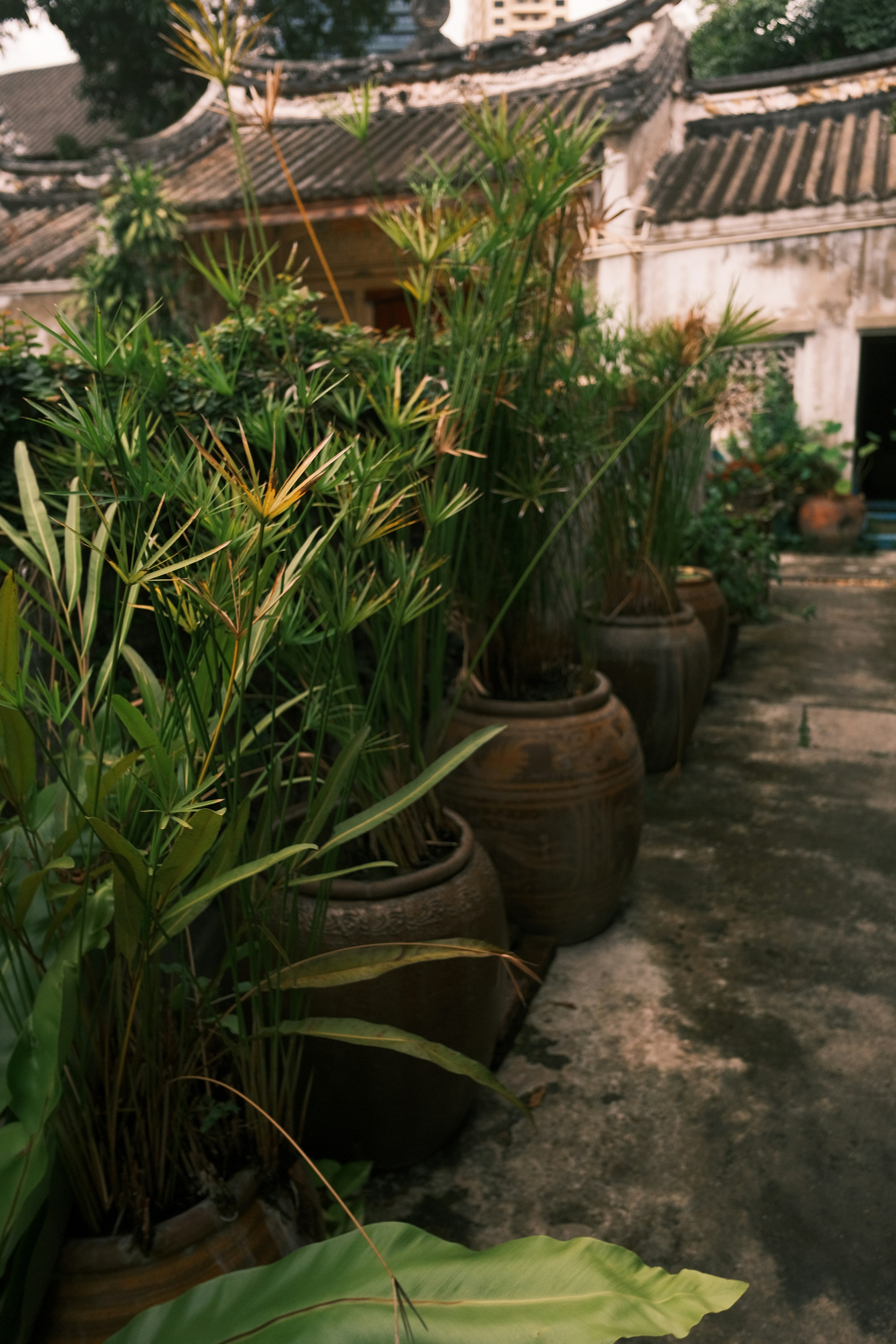 Terracotta Pots and Bamboo Arrange a Quiet Courtyard Path