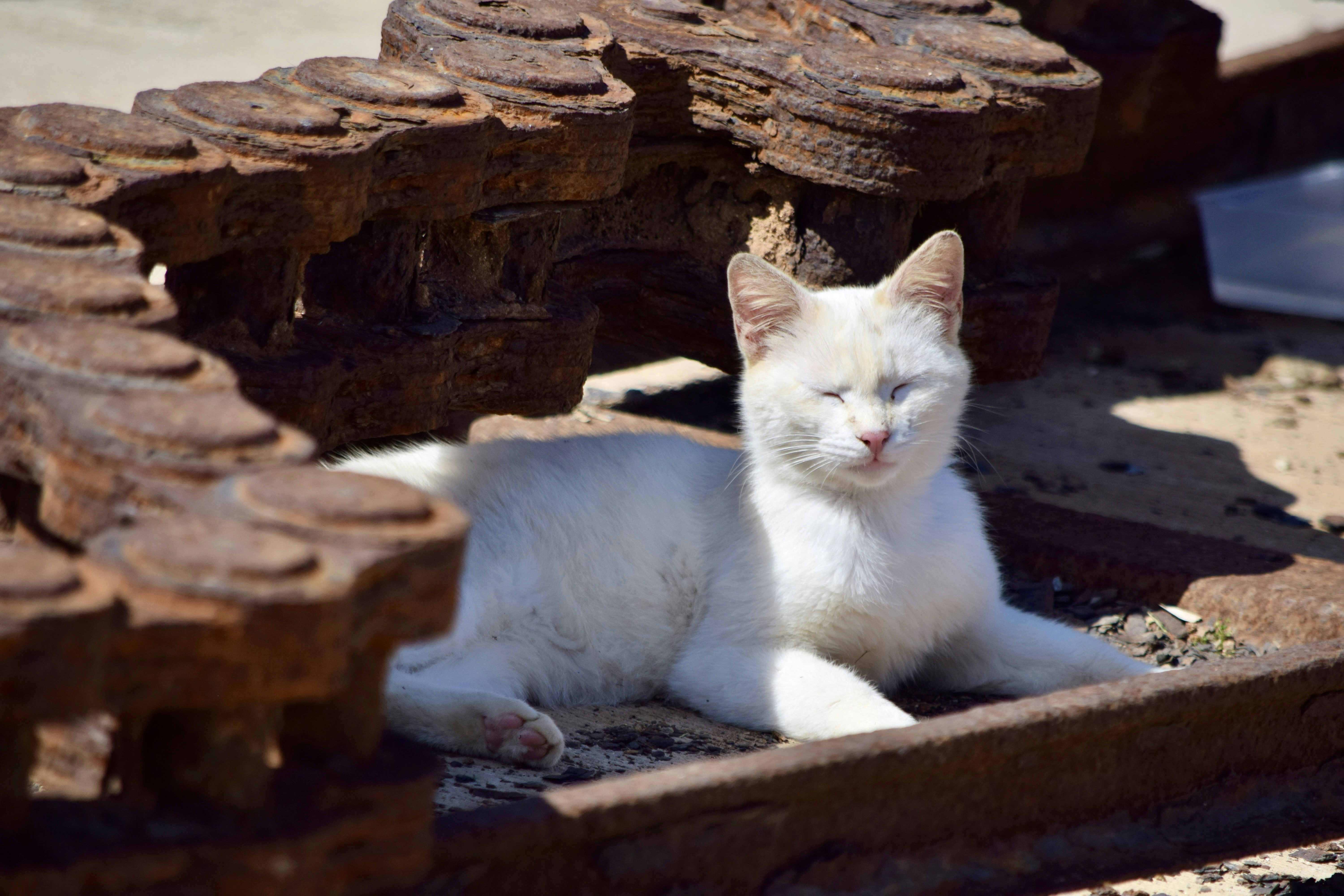 White Feline at Rest Amid Rustic Iron Rails