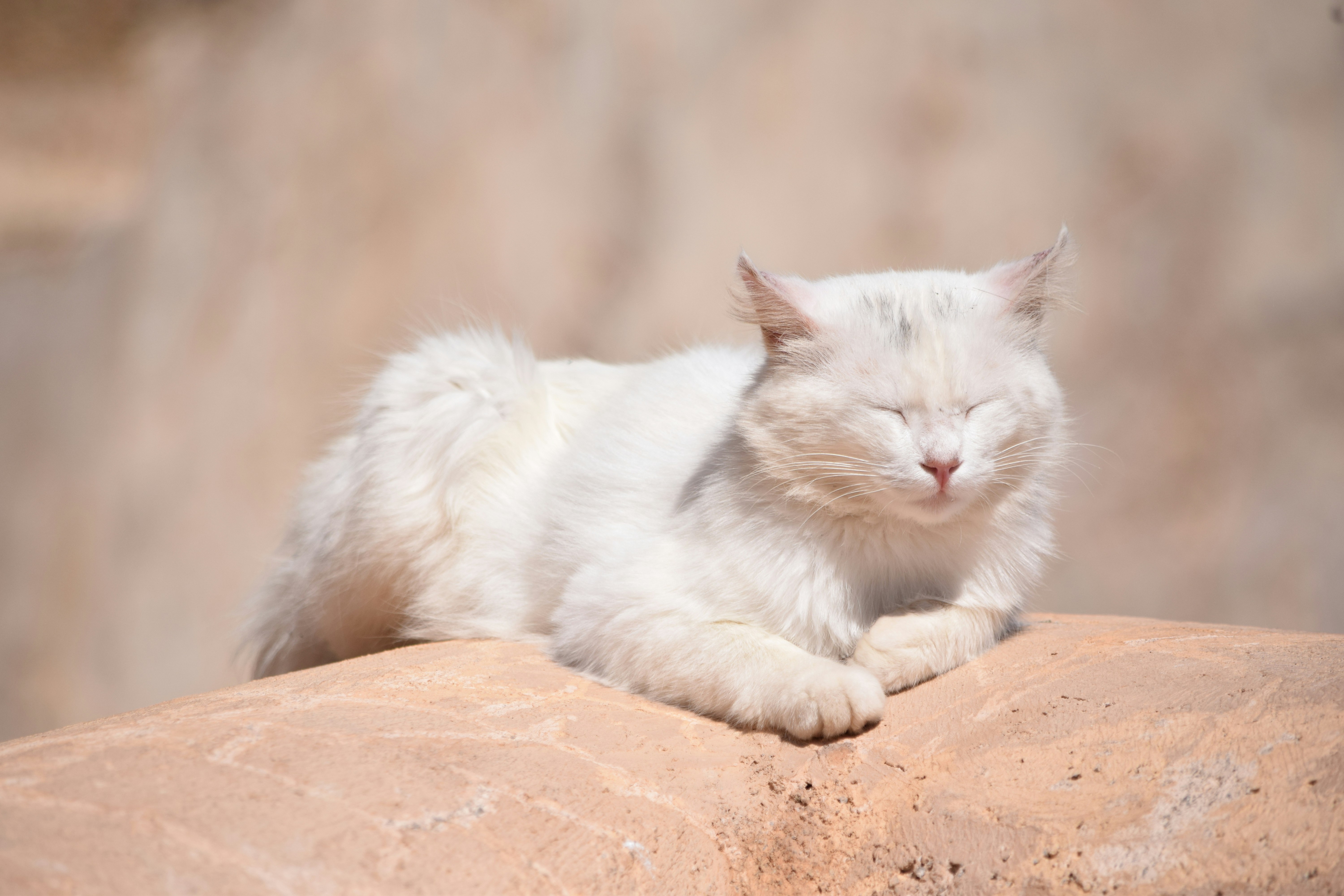 Sunlit Slumber: A White Cat Resting on Warm Stone