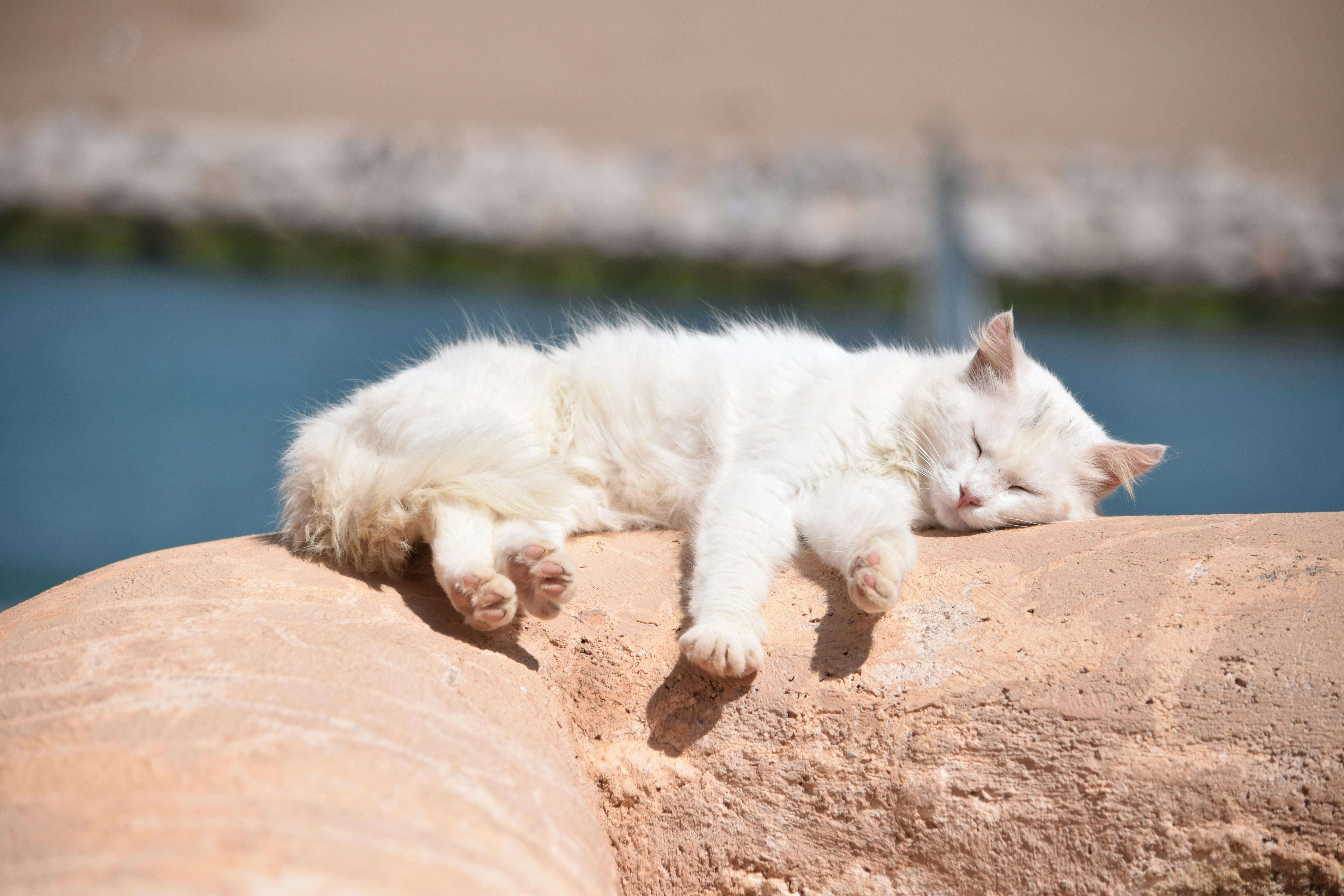 Sunlit Snooze on a Concrete Ridge