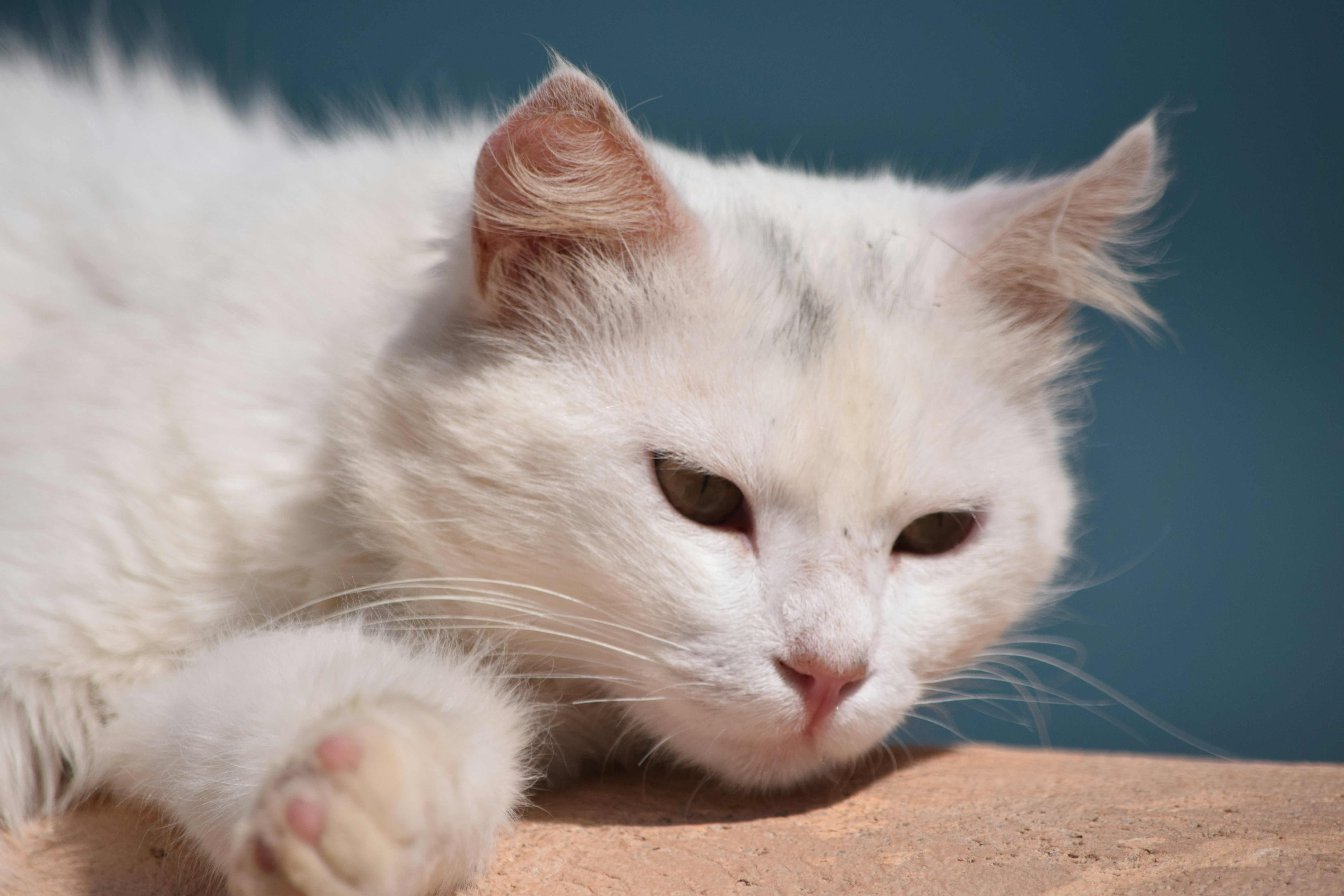 Close-Up of a Purred Pause: White Cat Resting on a Warm Surface