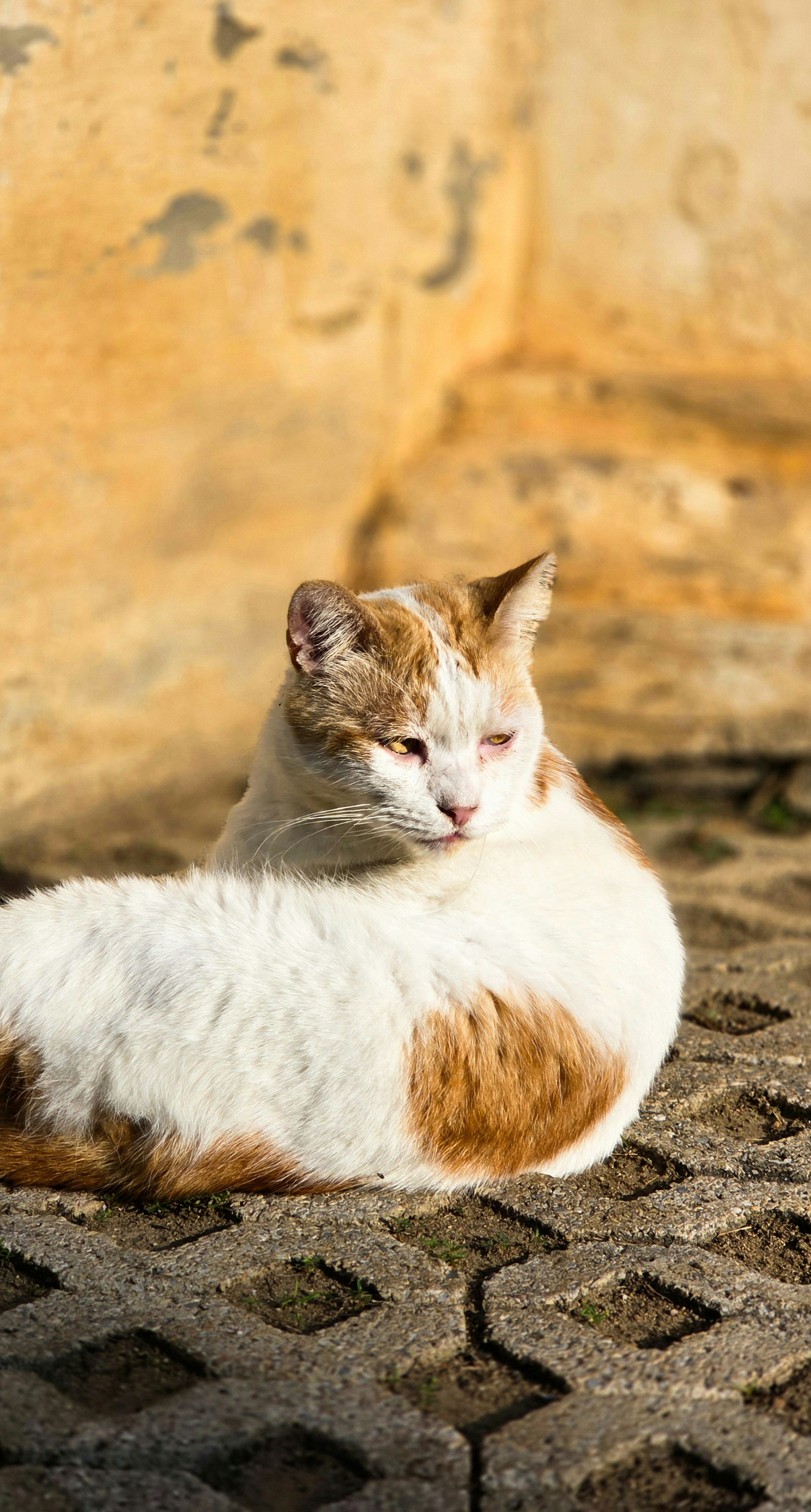 Sunlit Cat in a Warm Courtyard