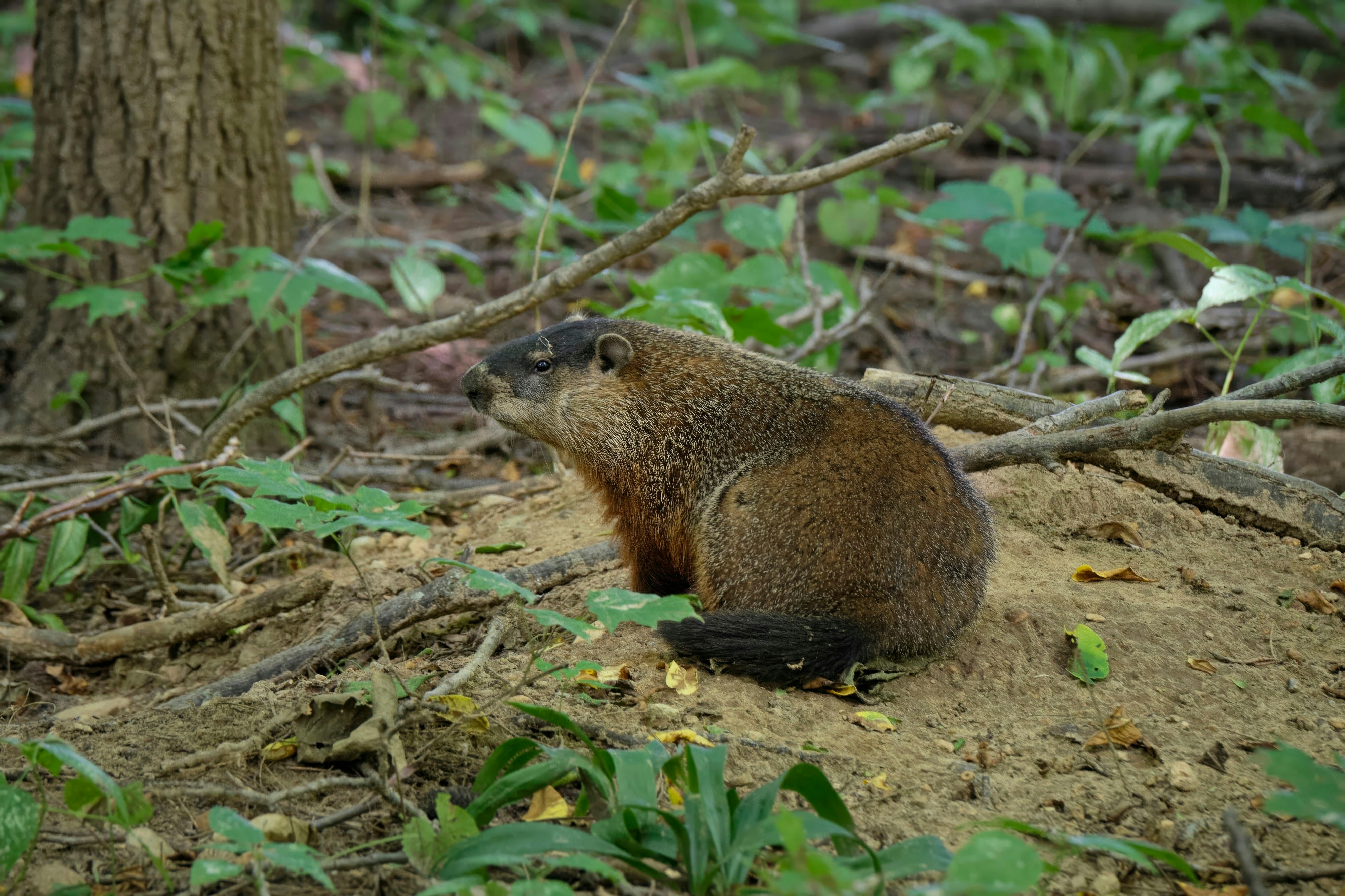 Woodland Sentinel: A Groundhog Repose in Dappled Shade