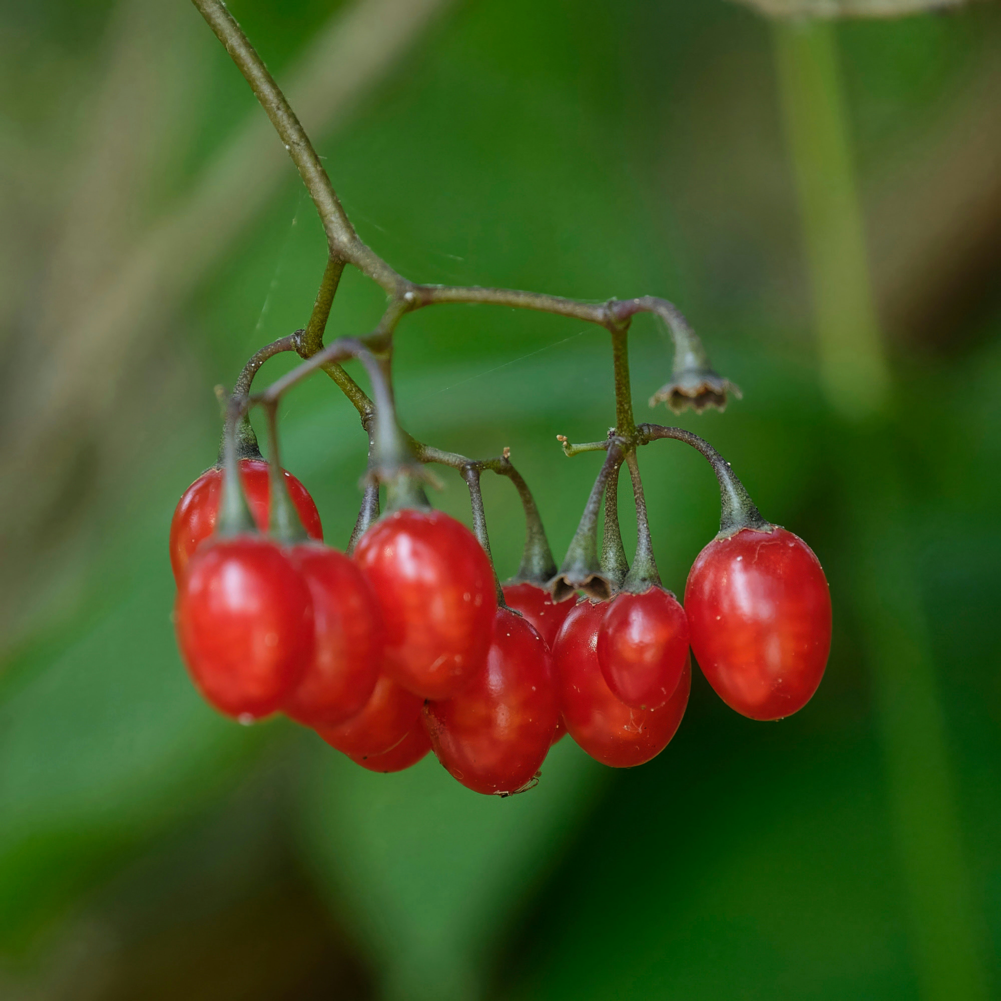 Cluster of Red Berries: a delicate pendant against lush green