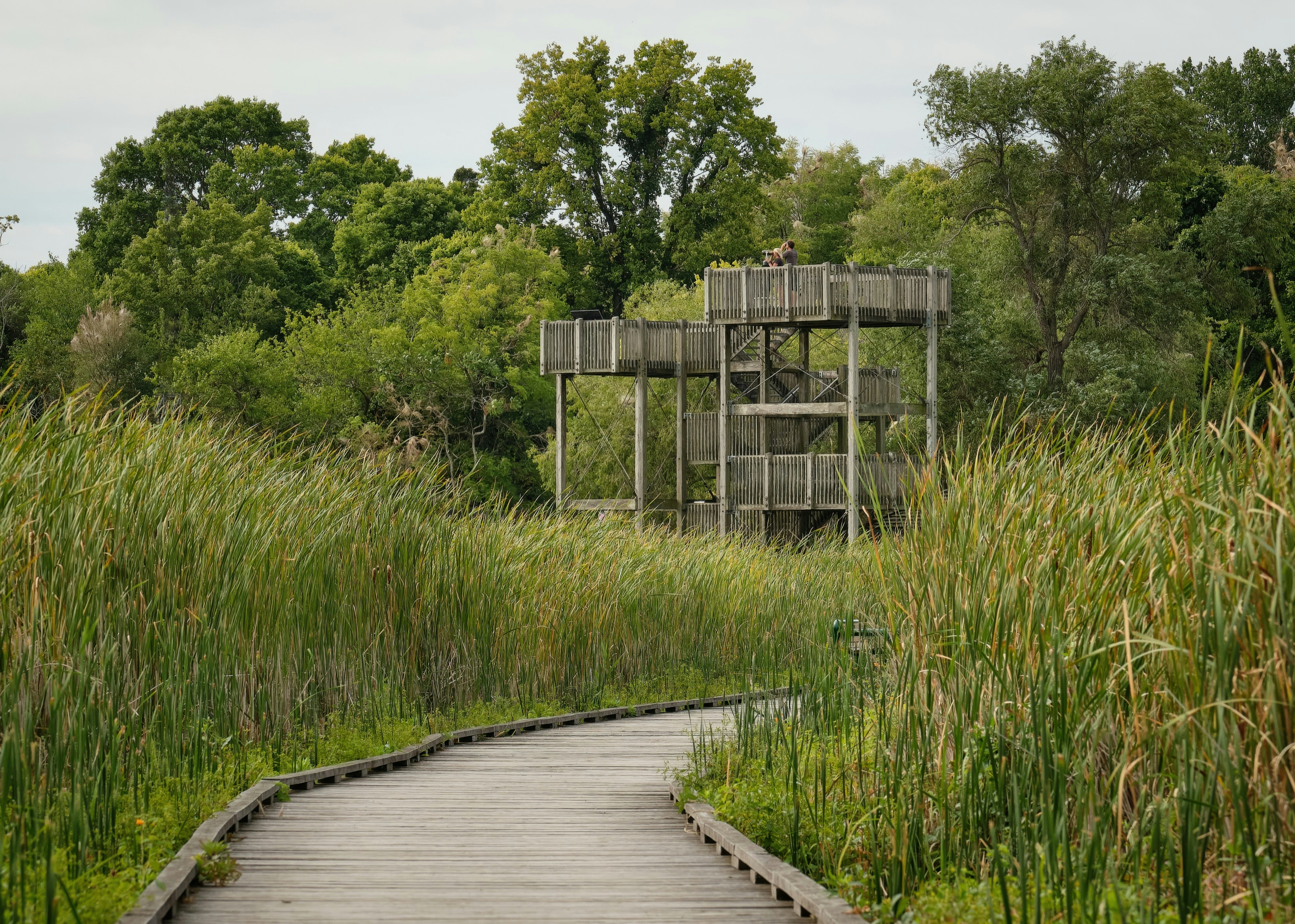 Boardwalk to the Lookout: A Wooden Structure Rising Above Reeds