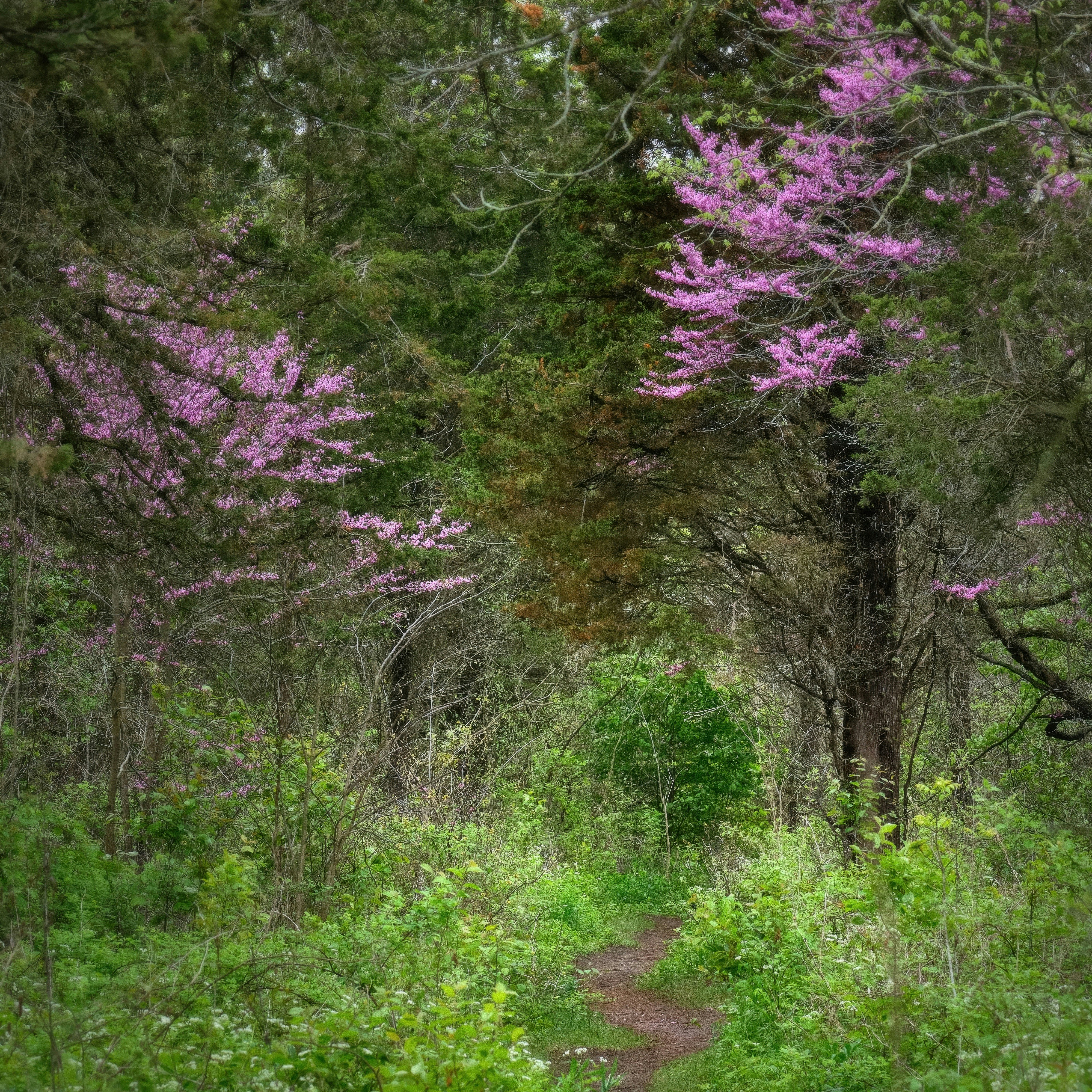 Dappled Path Through Blooming Forest