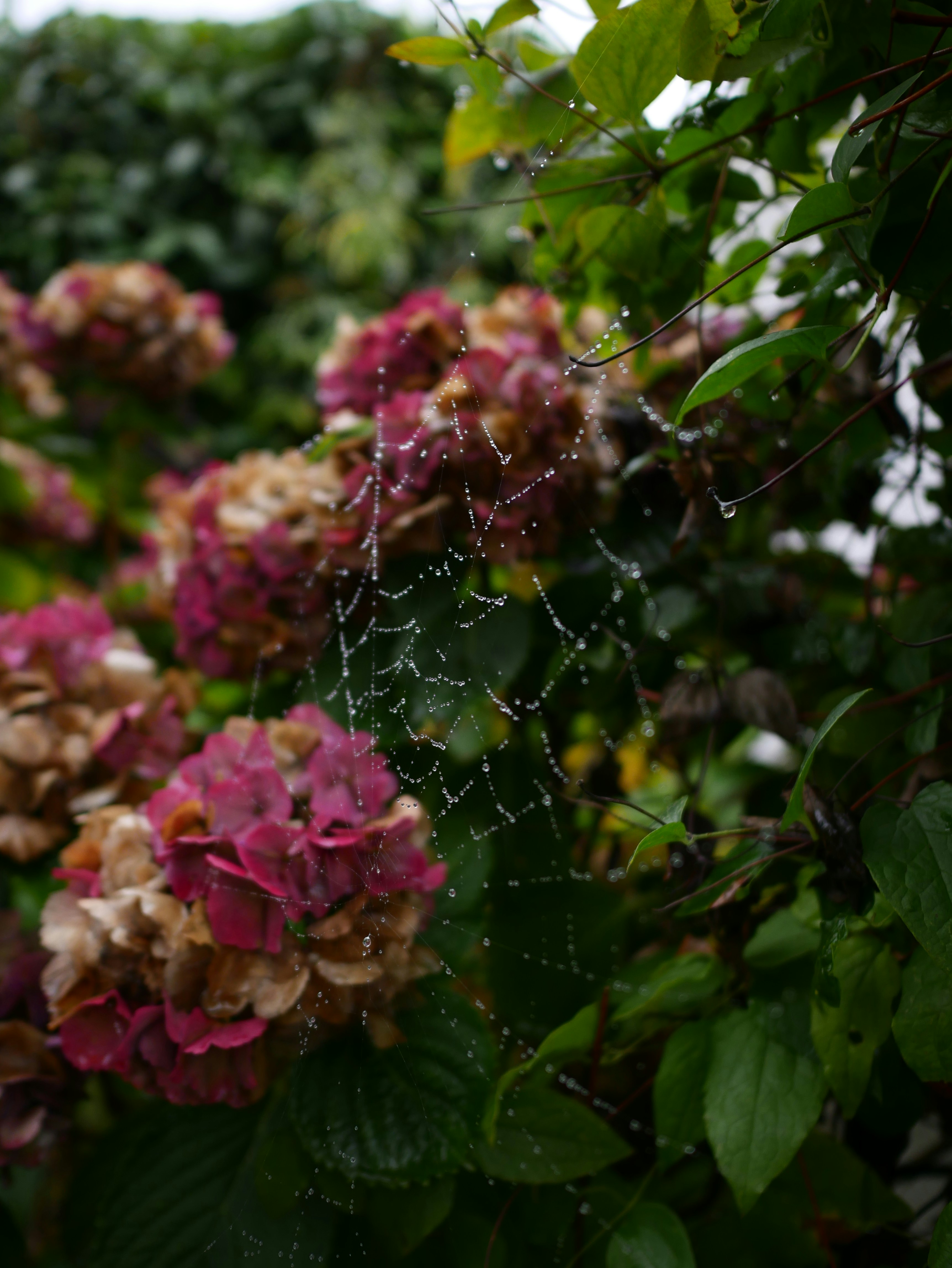 Dew-Kissed Spider Silk Between Hydrangea Blooms
