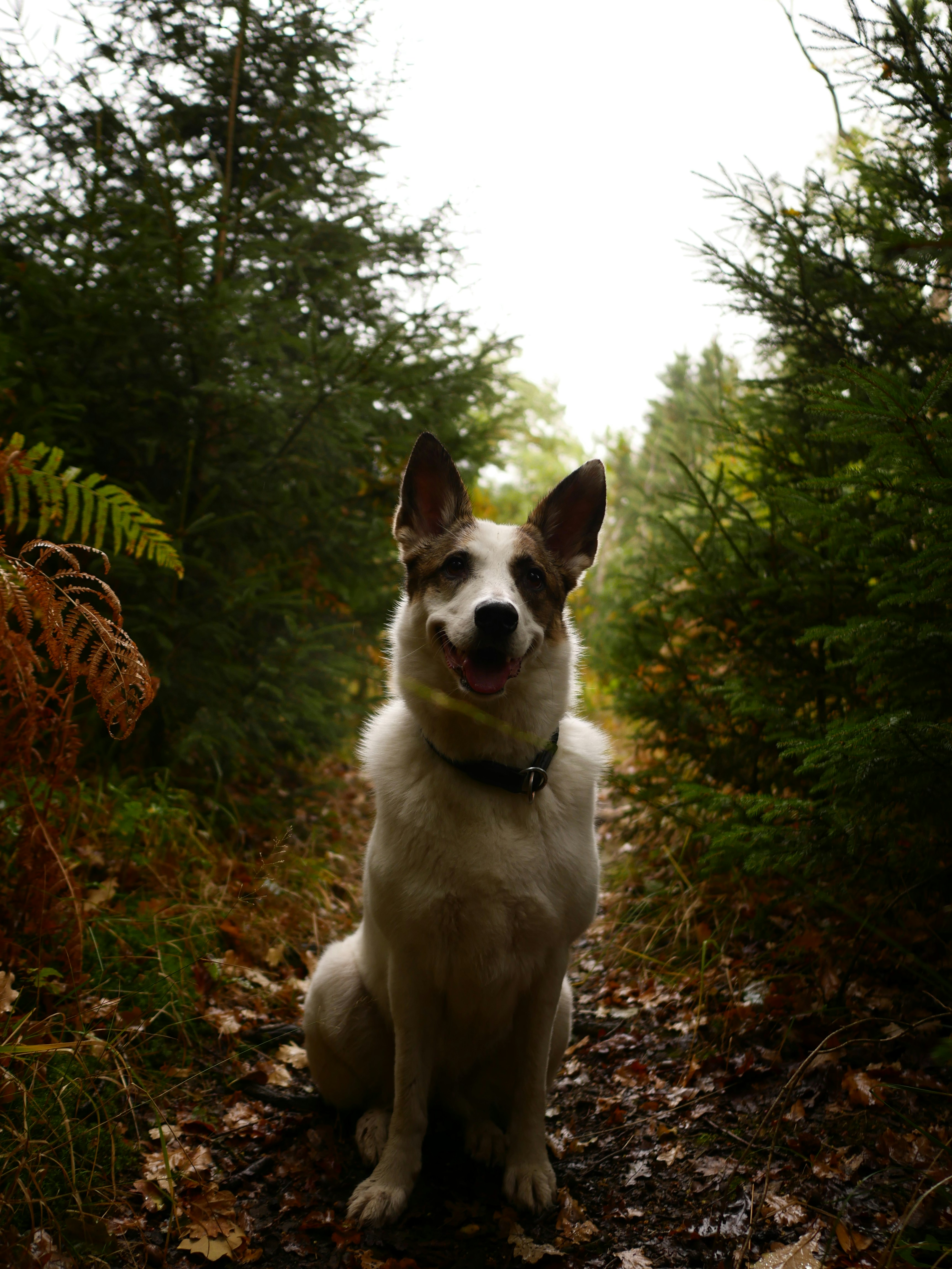 Forest Stroll: A Cheerful Herding Dog Posture Amid Ferns