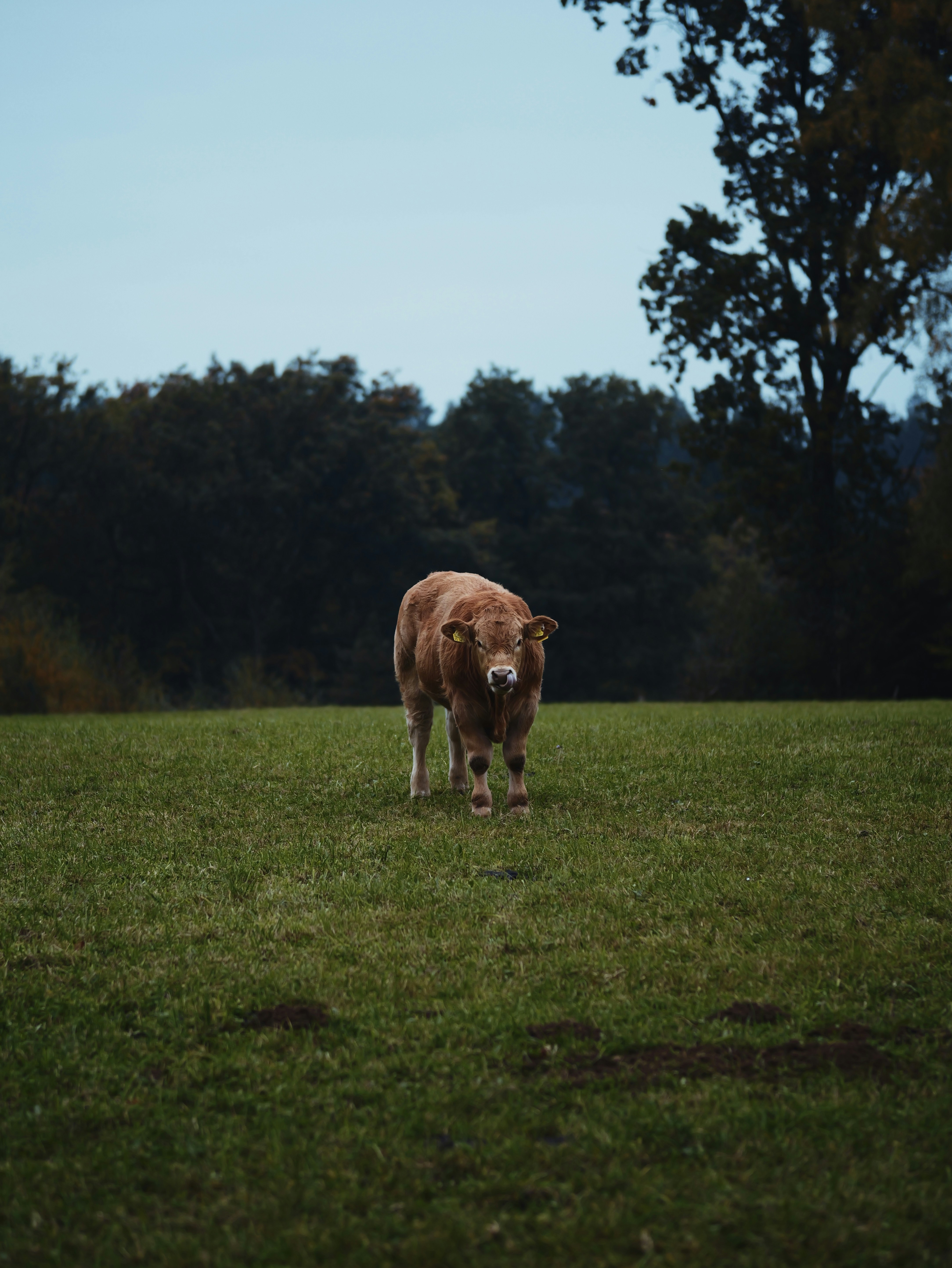 Midfield Ox: A Single Toro in the Dusk Field