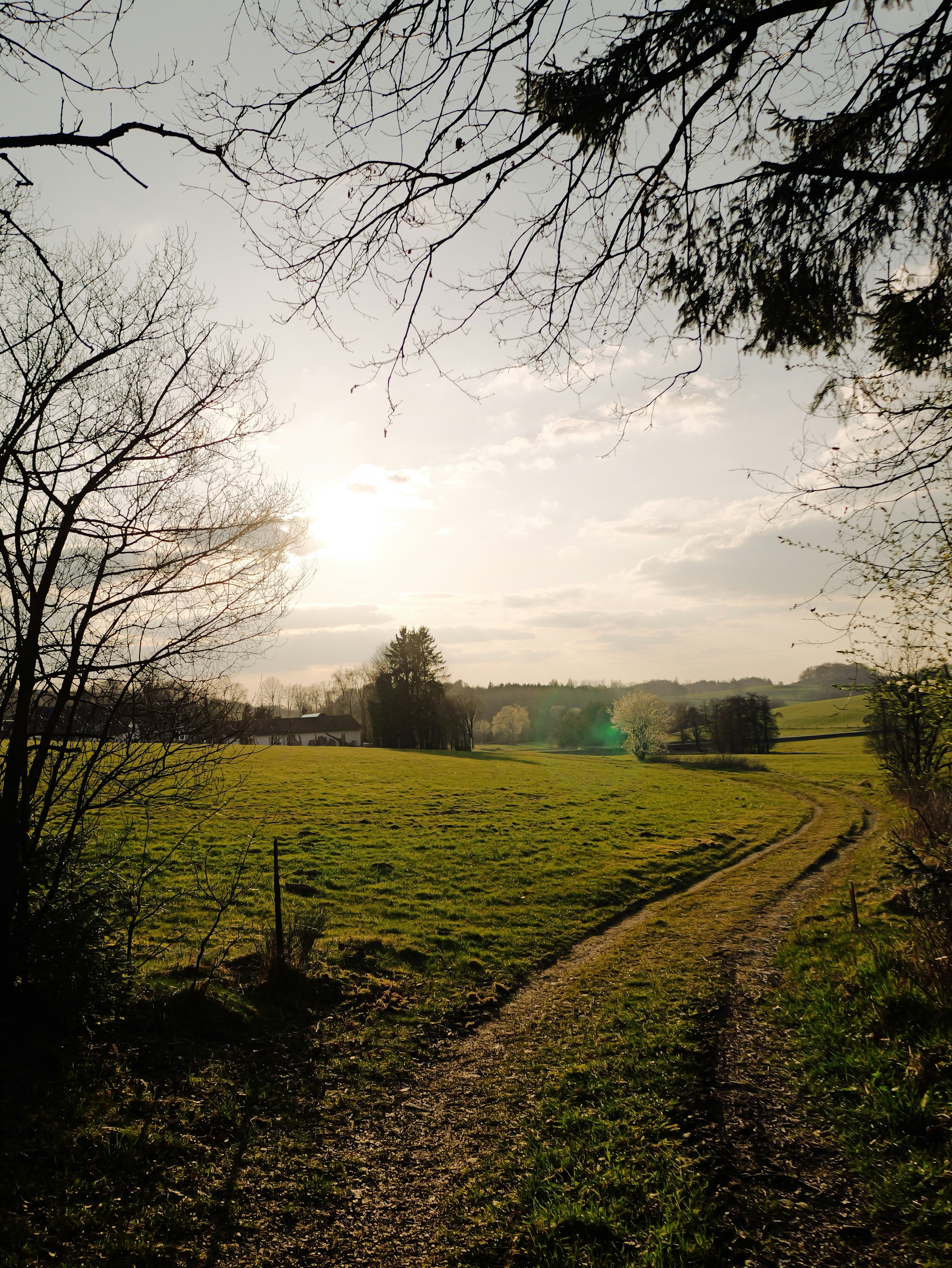 Sunlit Path Through an Open Field